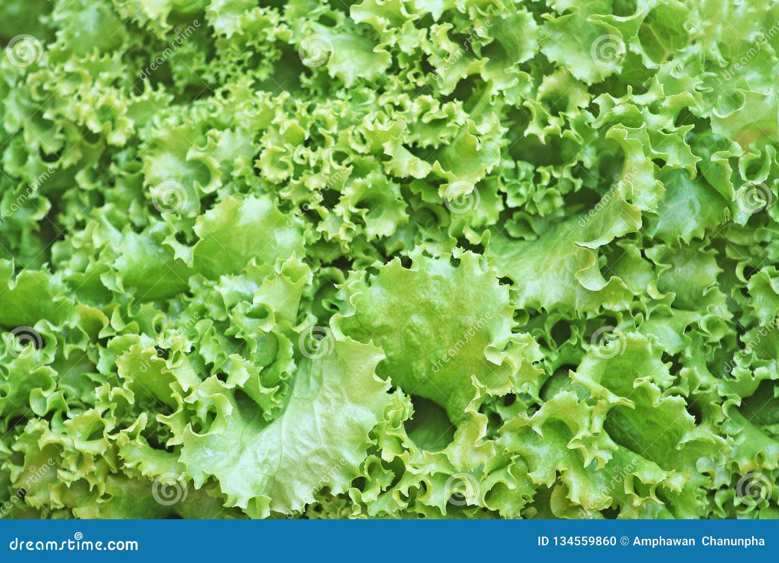 Lettuce (Lactuca Sativa) Stock Image | CartoonDealer.com #56880799
