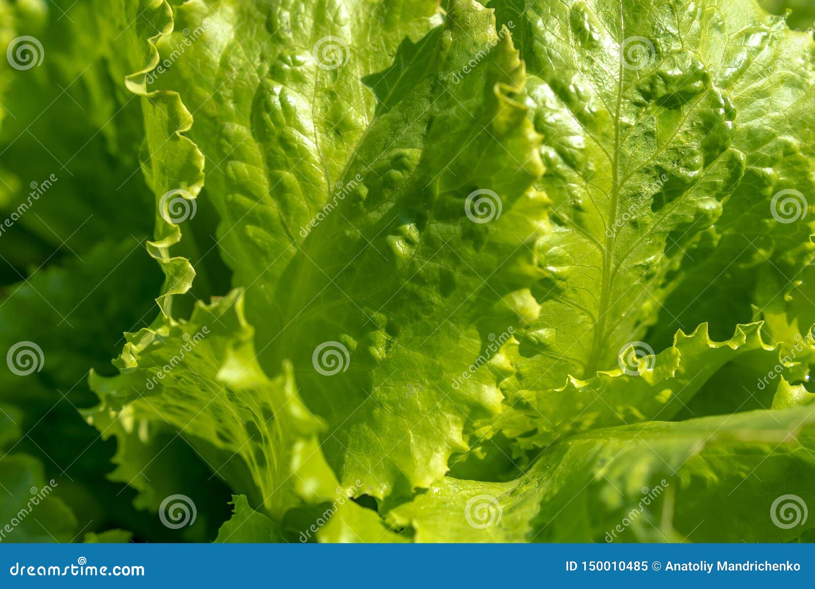 Close up of lettuce leaves stock image. Image of health - 150010485