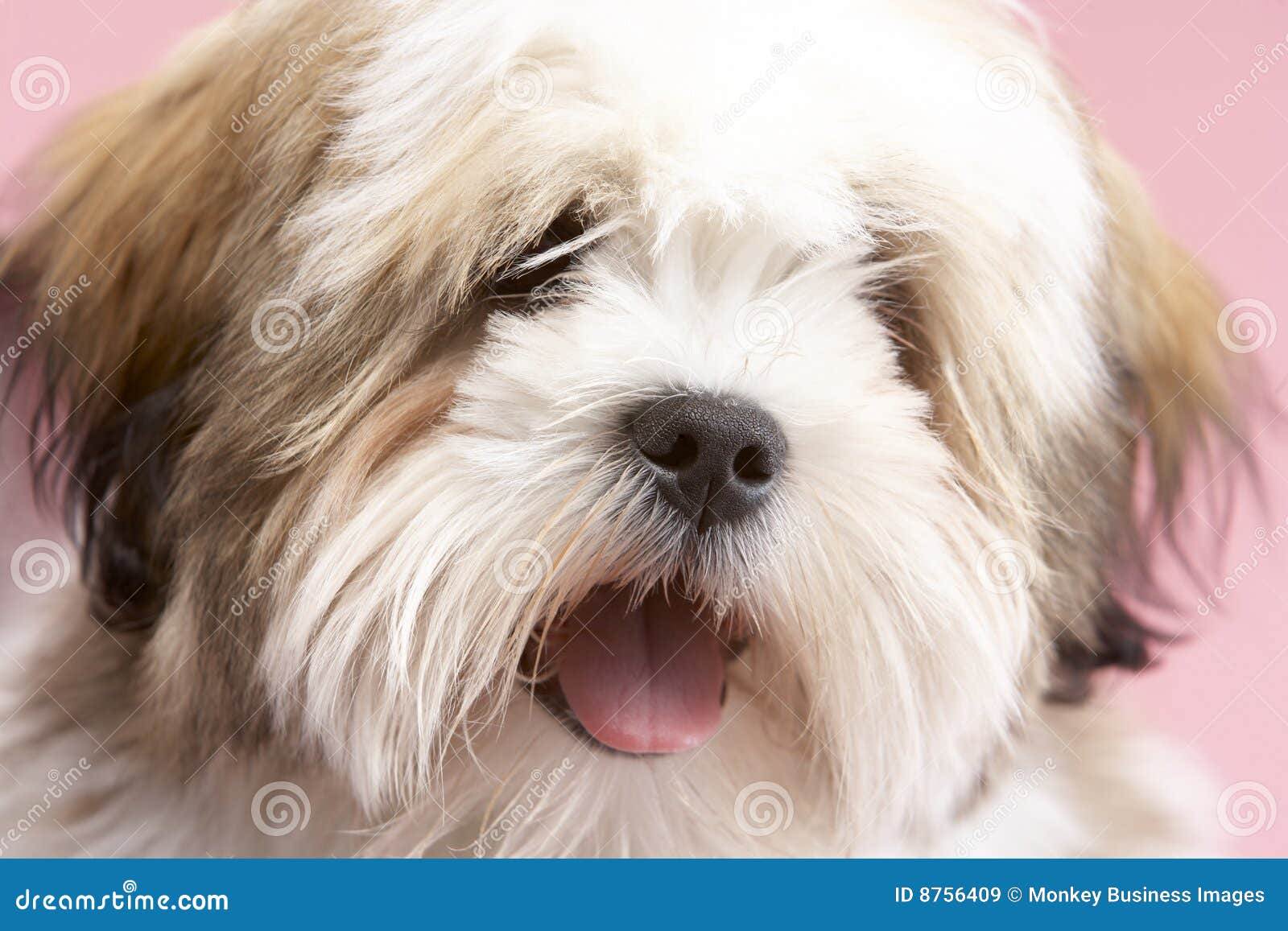 Close Up of Lhasa Apso Dog stock image. Image of color - 8756409