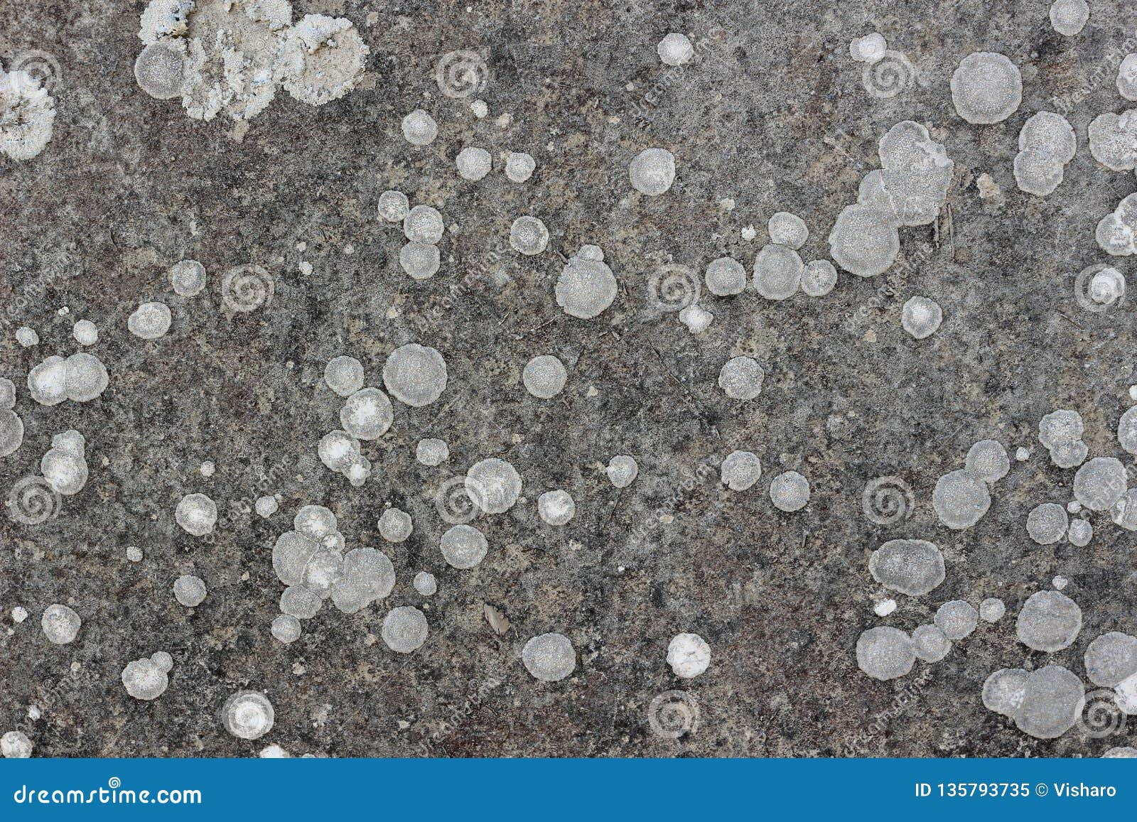 Lichen Texture stock image. Image of nature, natural - 135793735