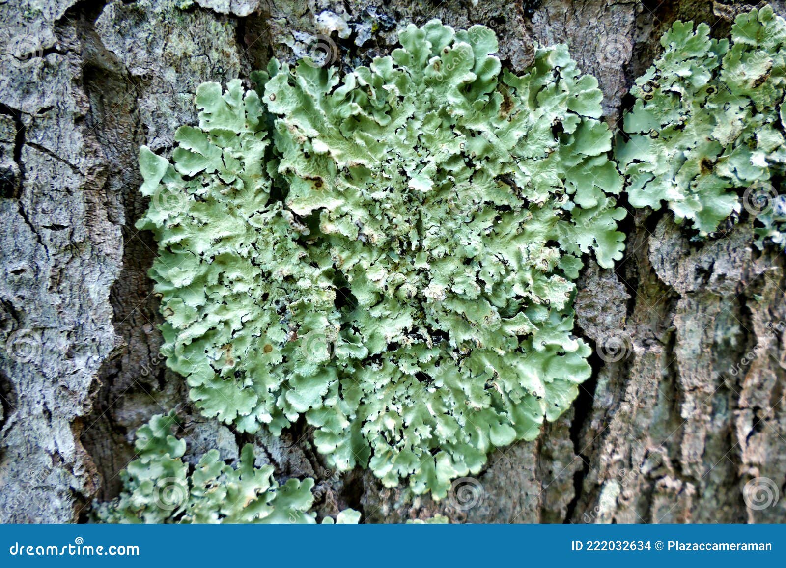 Lichen Background stock photo. Image of bark, damp, lichens - 222032634