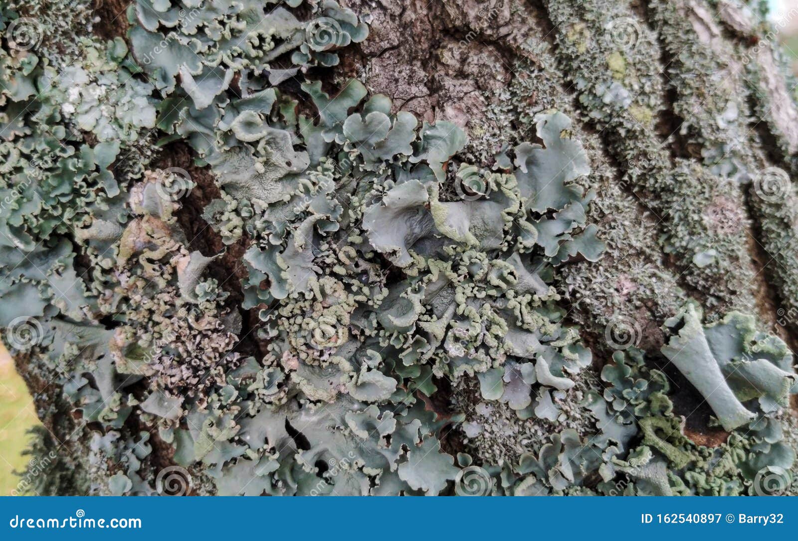 Close Up of Lichen and Moss Growing on Rough Bark of Maple Tree Stock ...