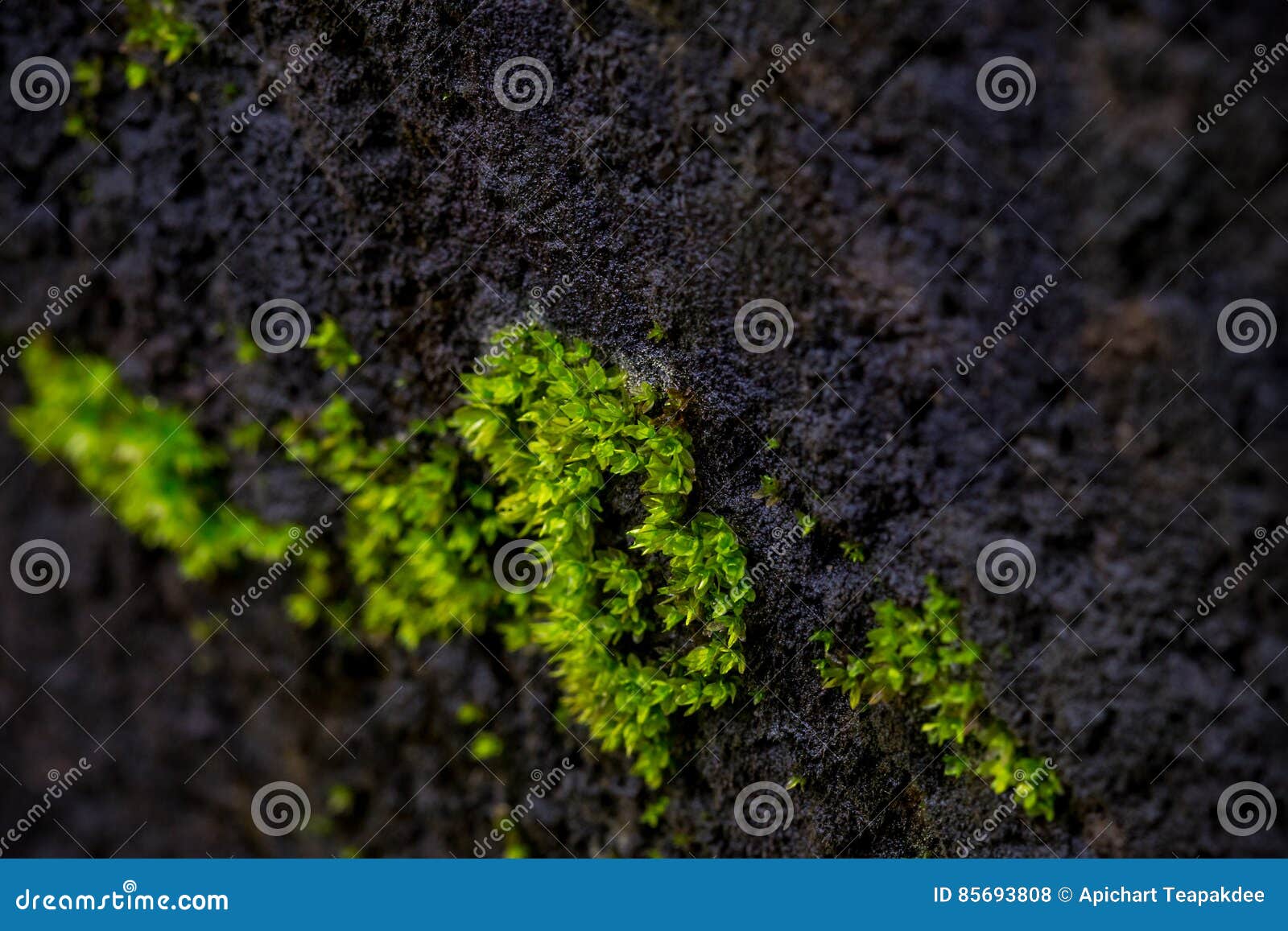 Close up Lichen stock photo. Image of detail, wood, rough - 85693808