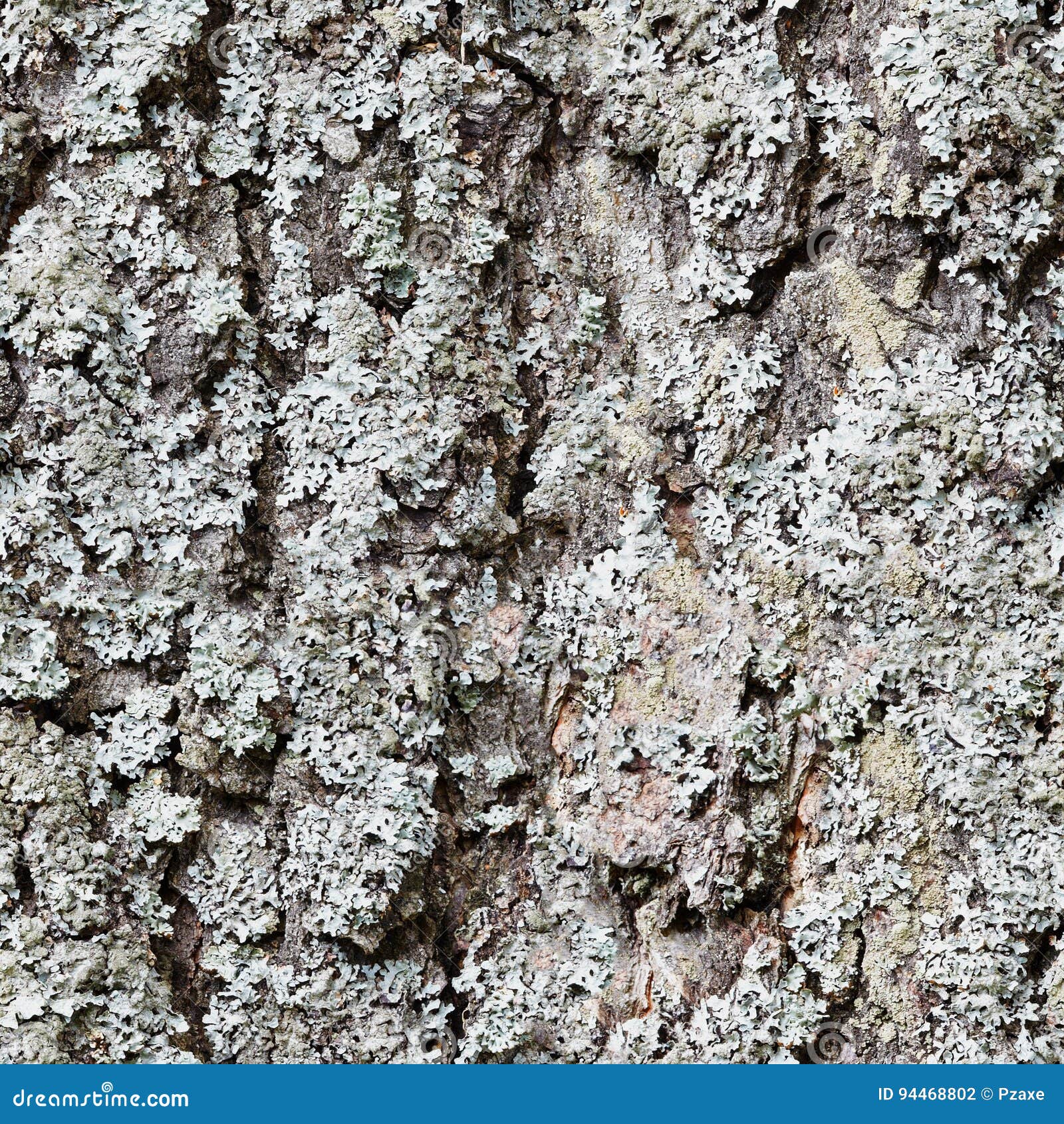Close up of Lichen texture stock photo. Image of cracked - 94468802