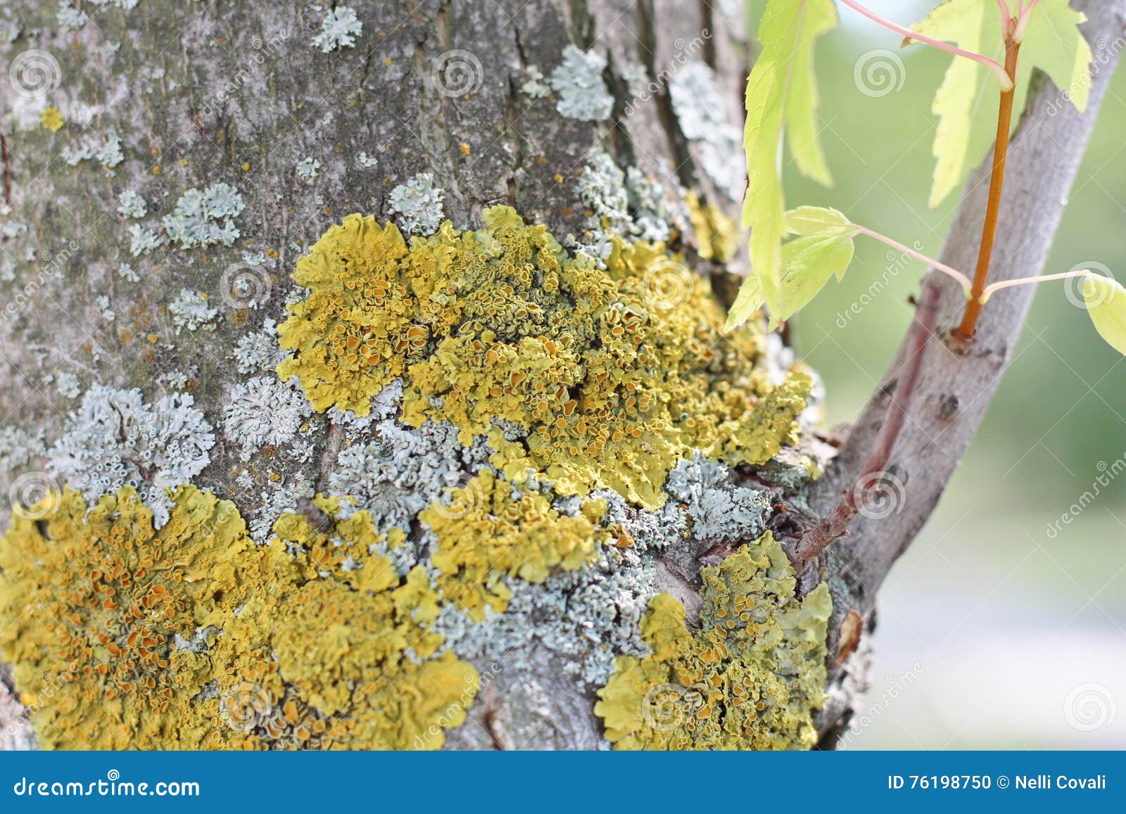 Close-up on Lichens on Maple Tree Trunk Stock Photo - Image of maple ...
