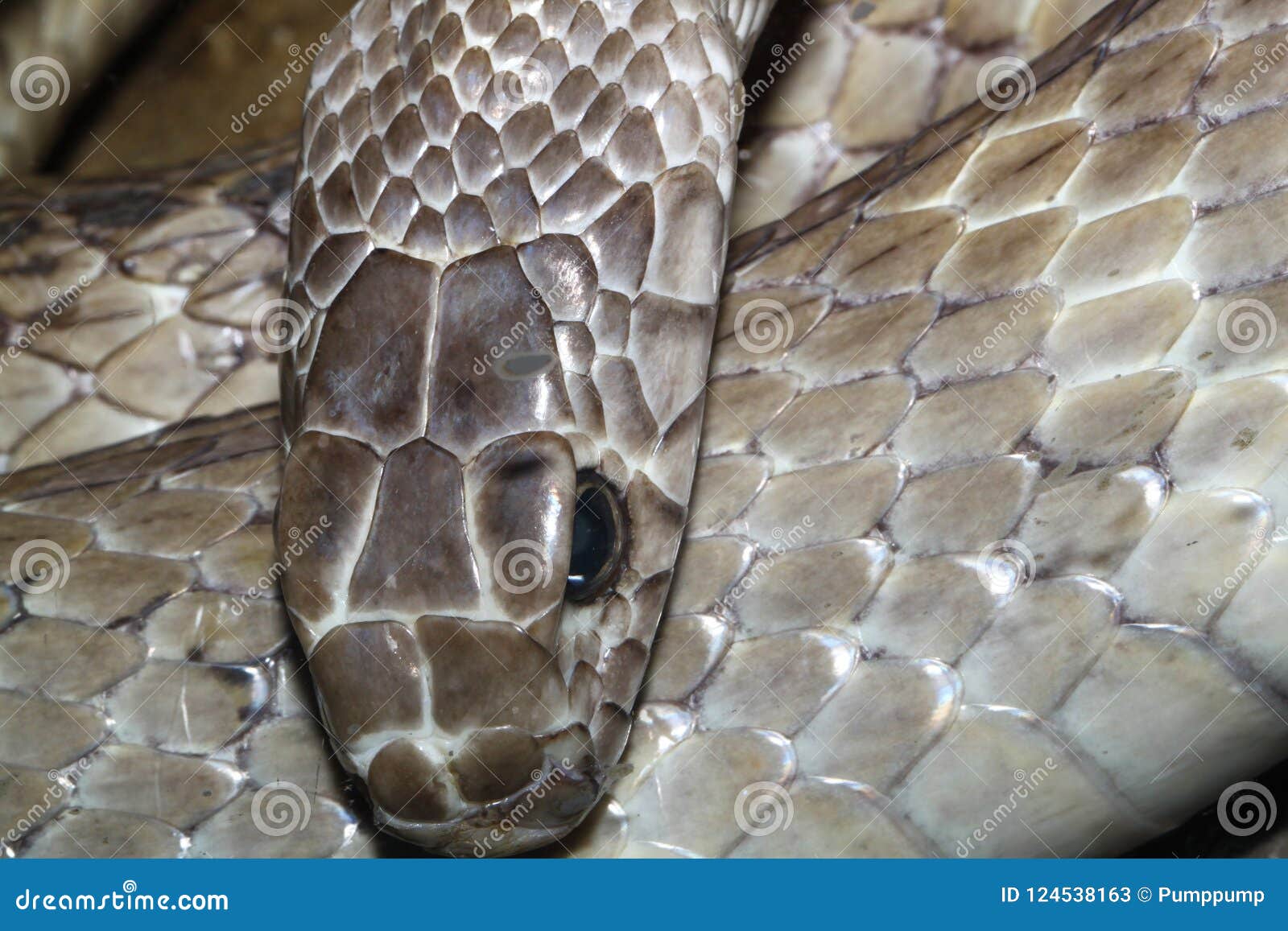 Close Up Light Brown Color Snake Stock Image - Image of exotic, species ...