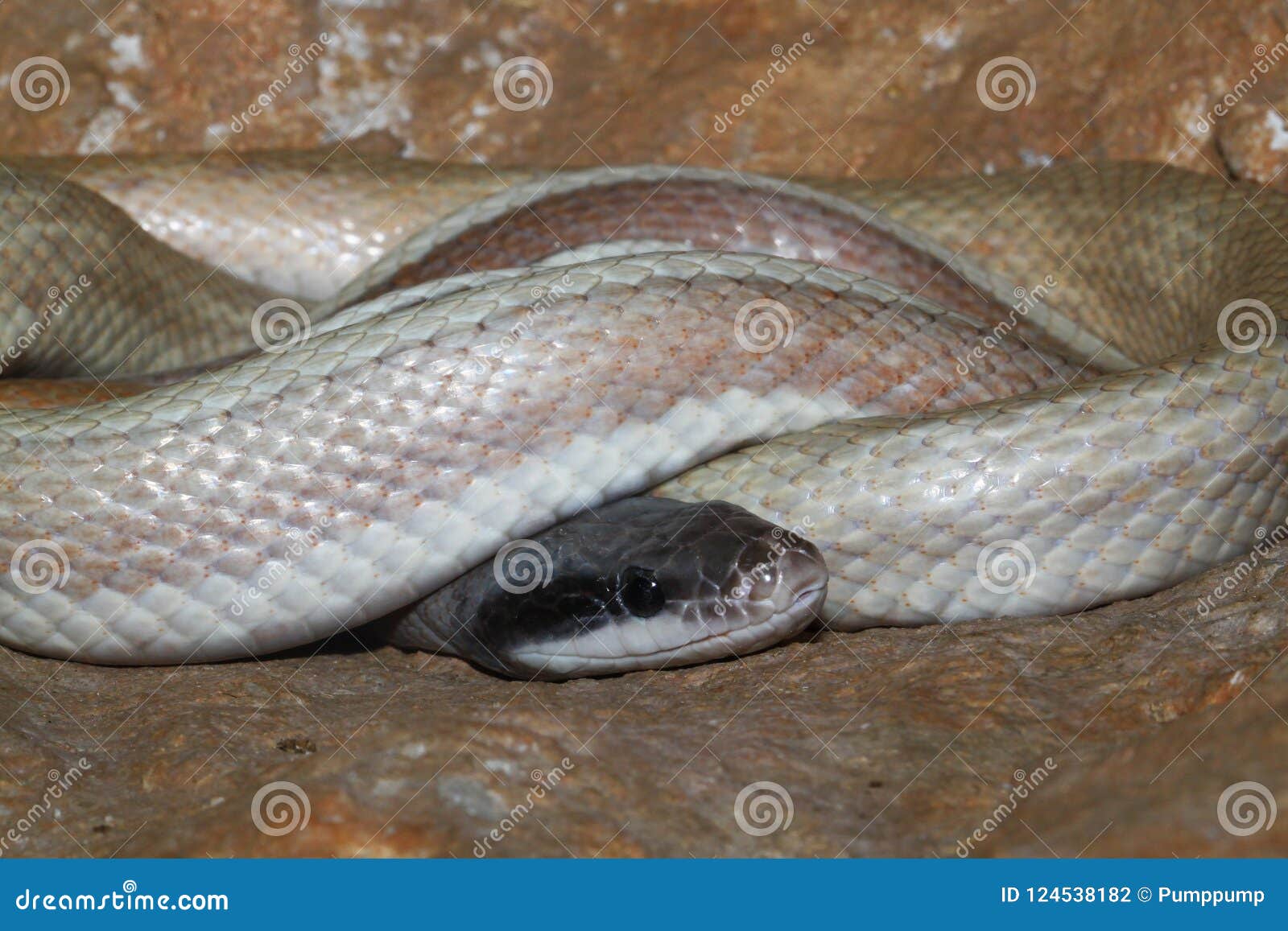 Close Up Light Brown Color Snake Stock Photo - Image of life, forest ...