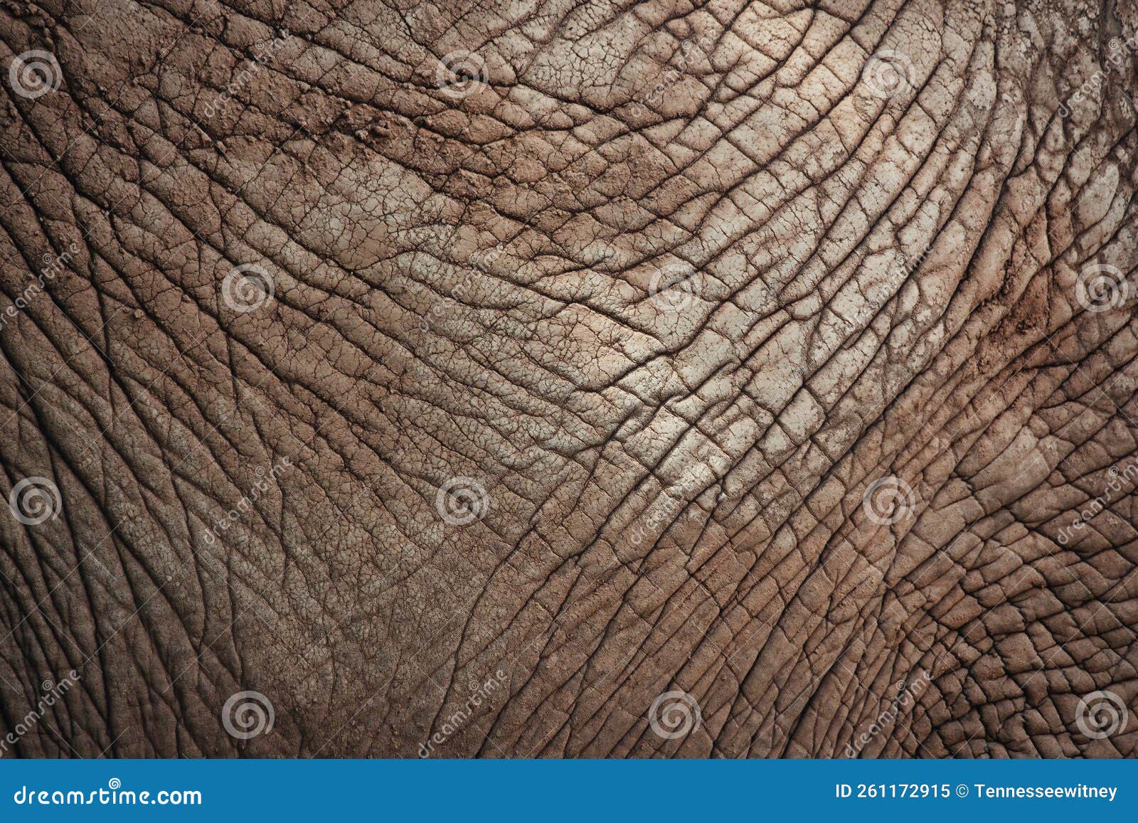 Close-up of Light Brown Elephant Hide Skin Texture - Perfect for ...