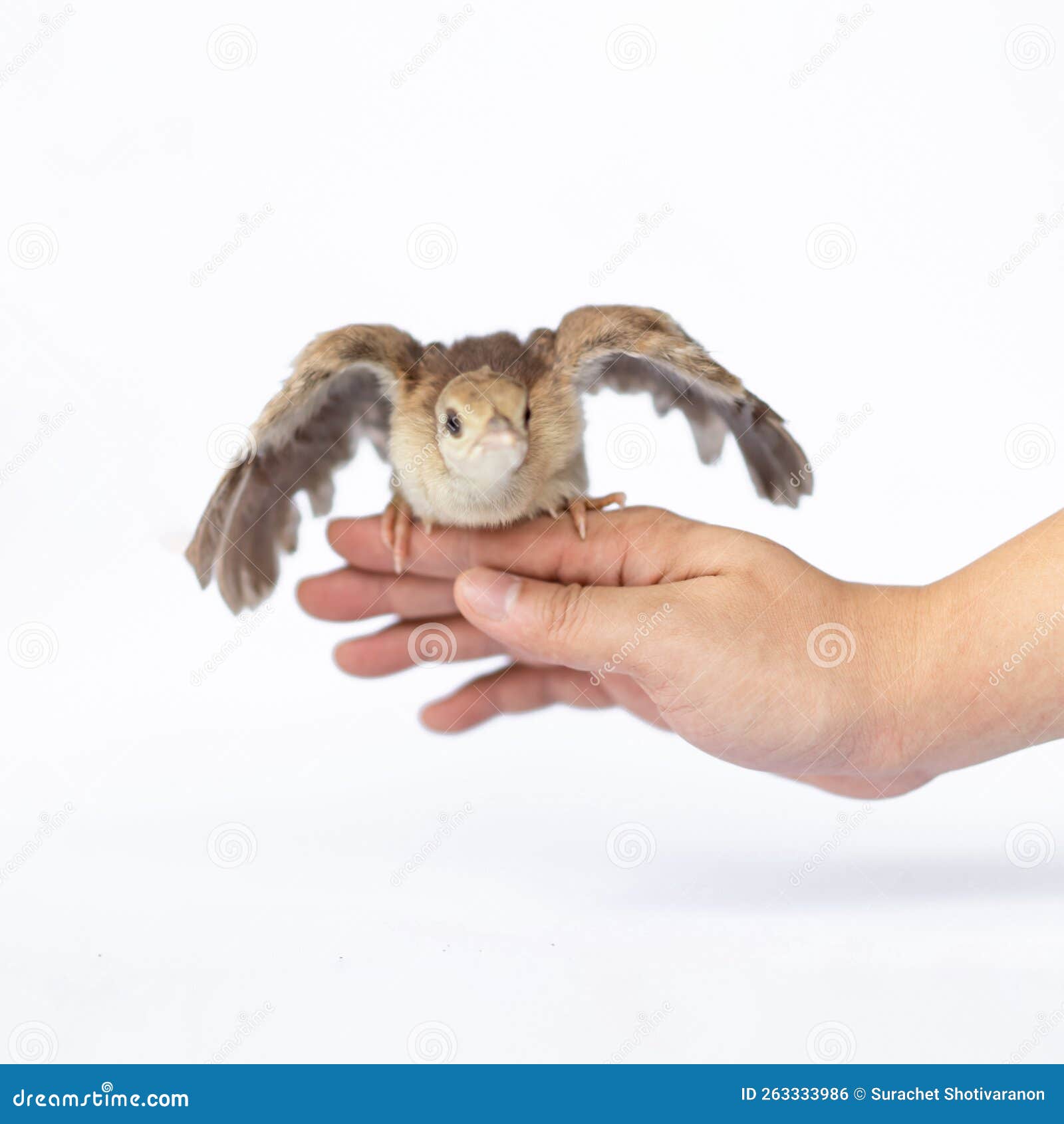 Close Up of a Light Brown Indian Pea Perched on a Human Hand Turned in ...