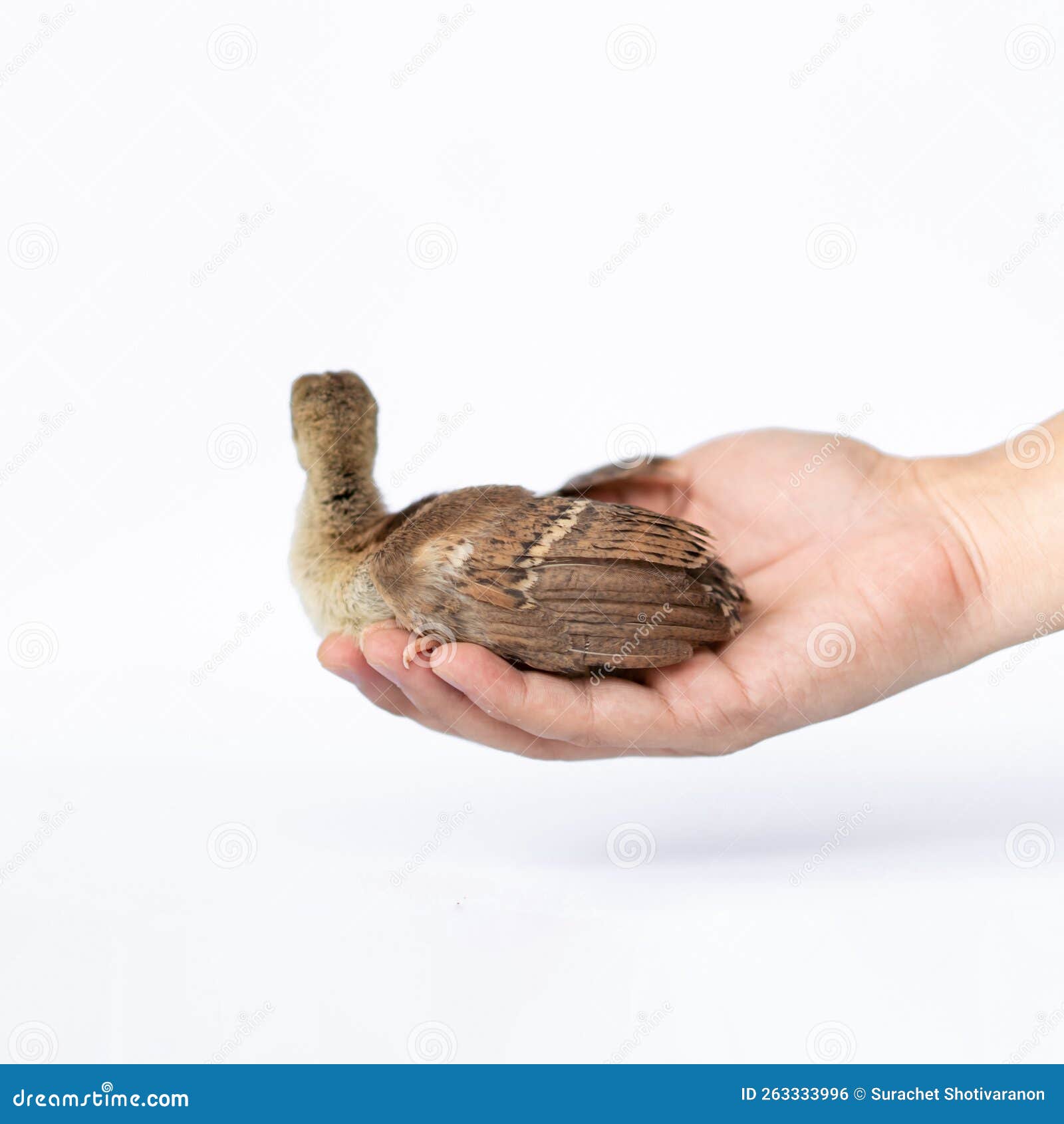 Close Up of a Light Brown Indian Pea Perched on a Human Hand Turned in ...