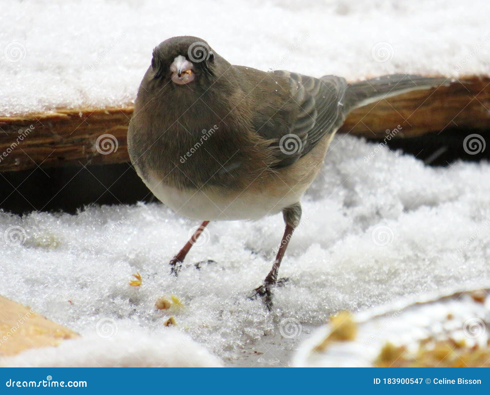 Close Up of a Light Brown Junco in the Snow Stock Image - Image of ...
