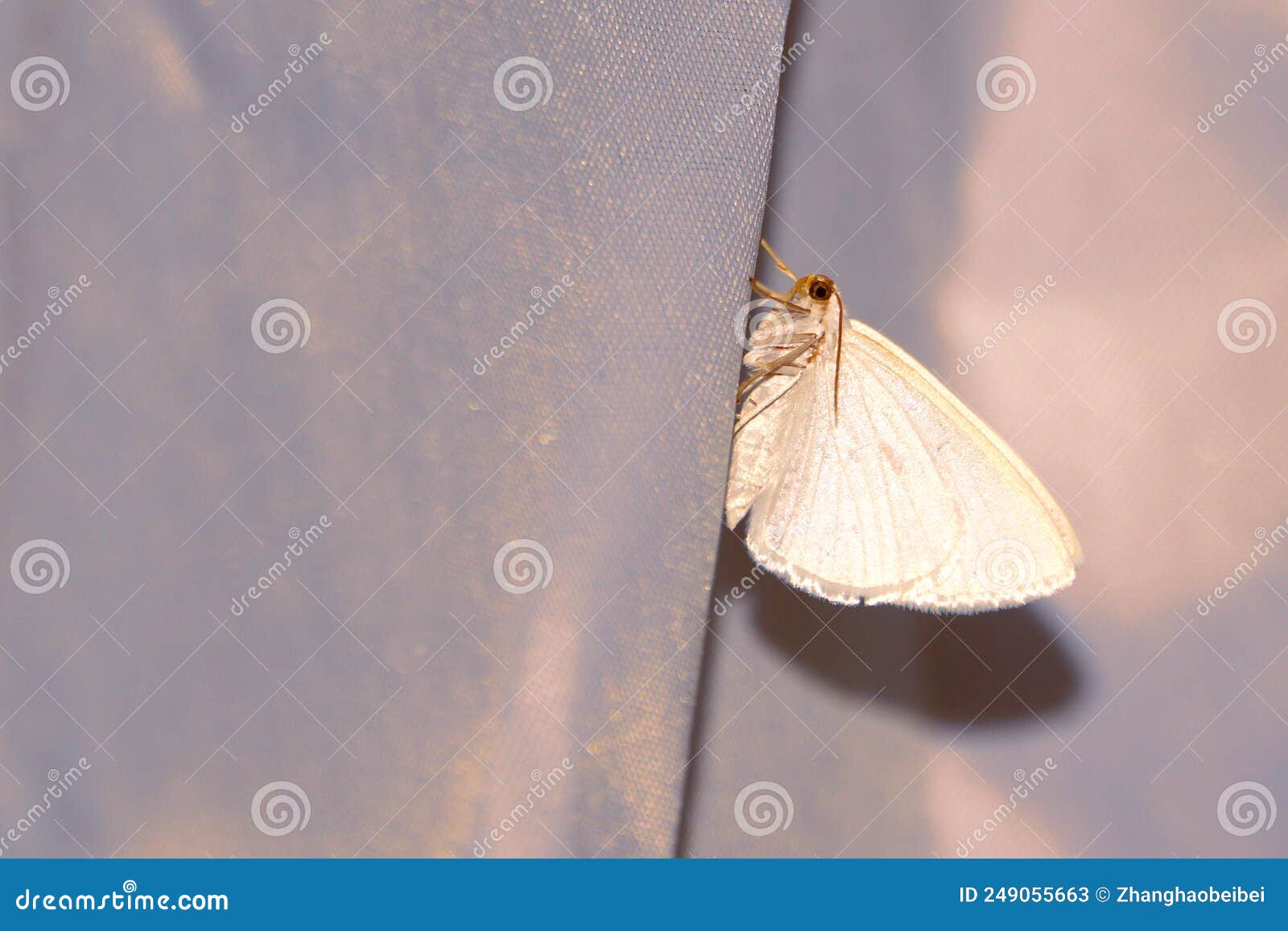 Light brown moth stock image. Image of lepidoptera, insects - 249055663