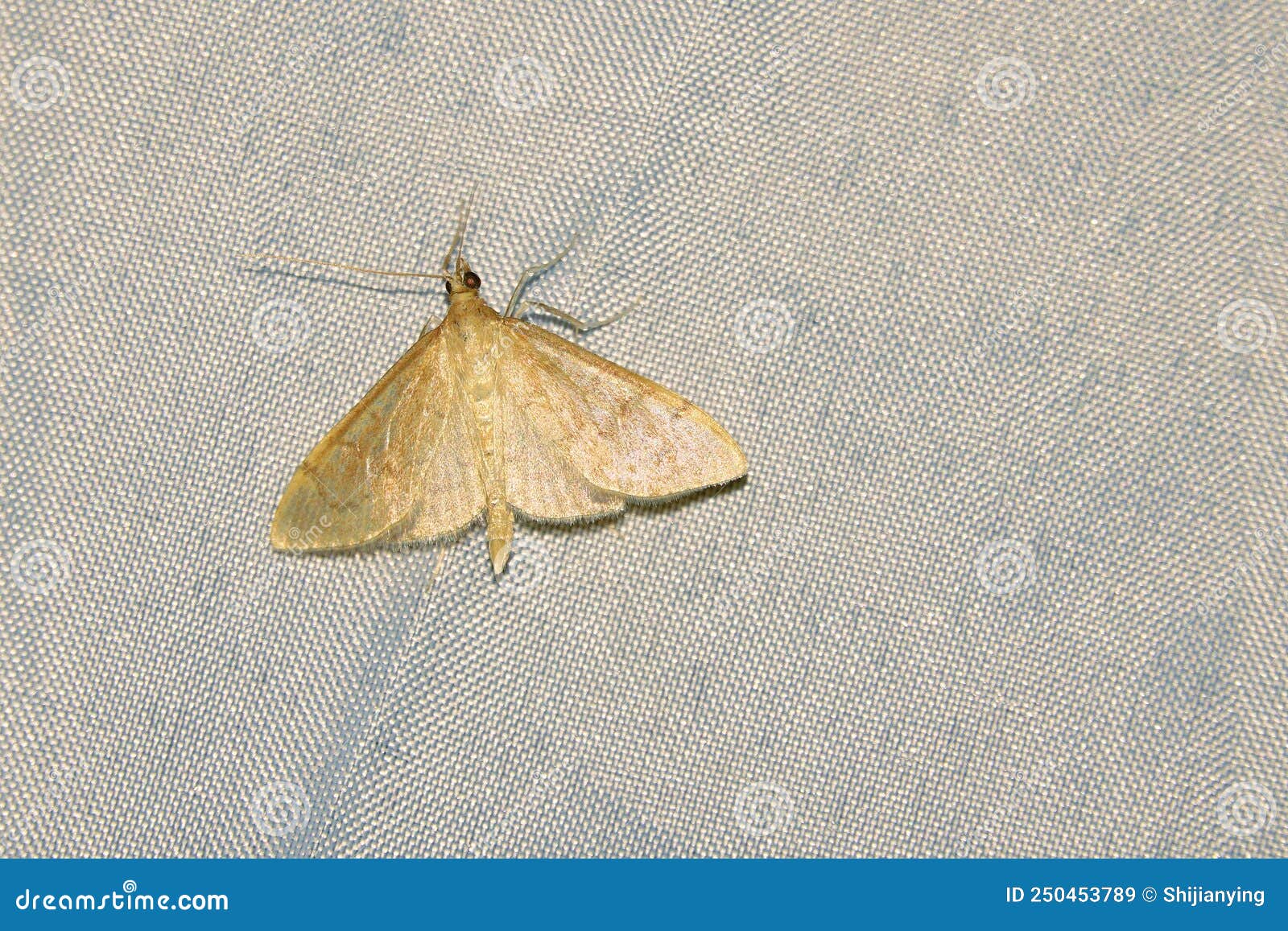 Light brown moth stock image. Image of wild, animal - 250453789