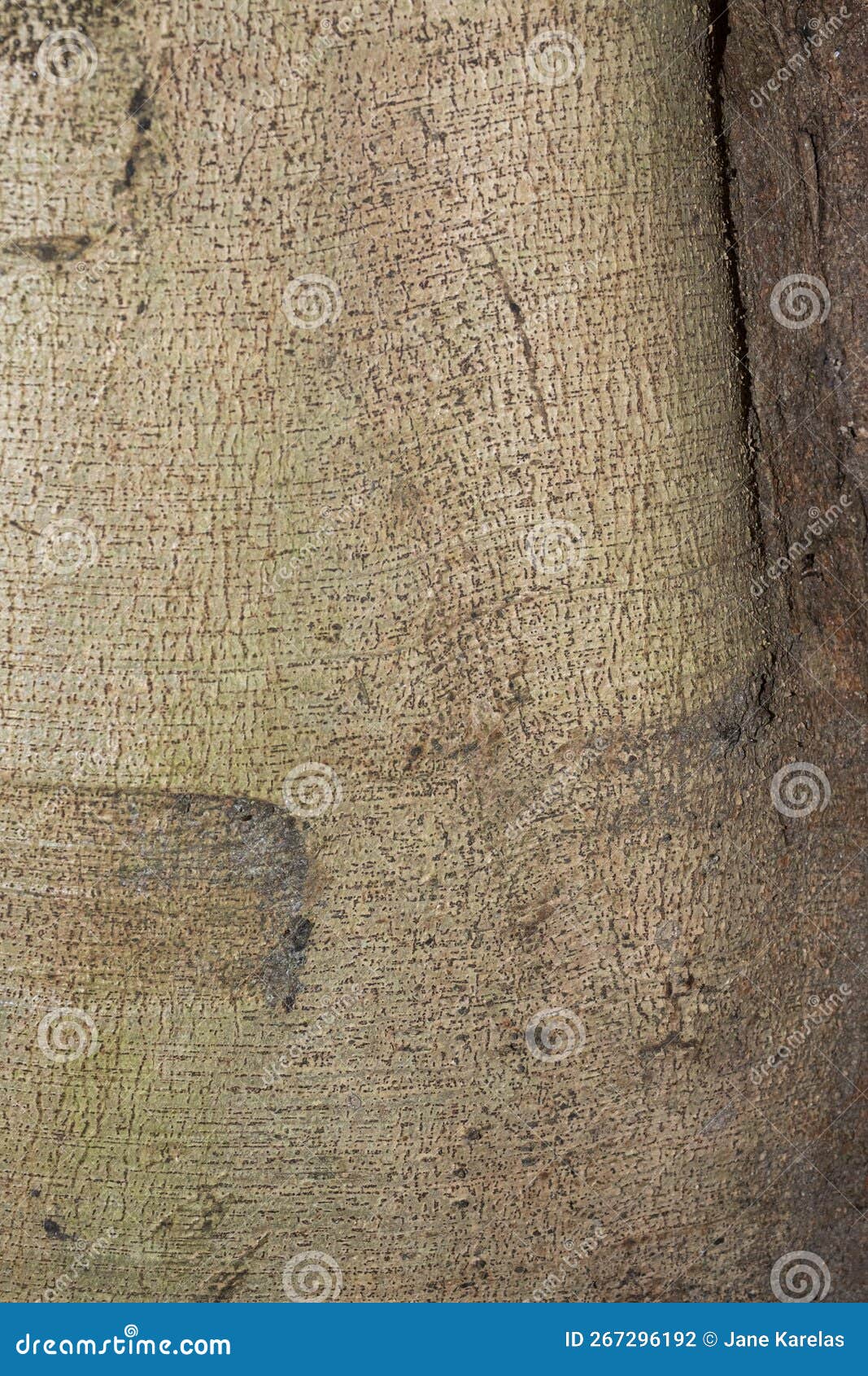 Close Up Light Brown Tree Bark Fiber Texture Stock Photo - Image of ...