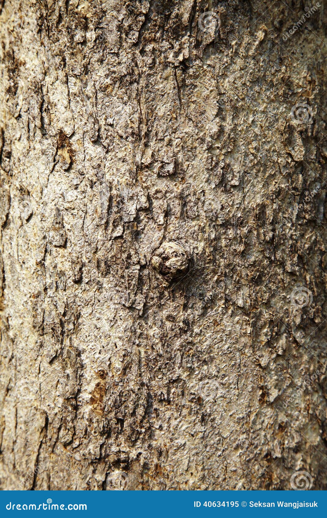 Close Up Light Color Tree Texture Stock Image - Image of floor, color ...