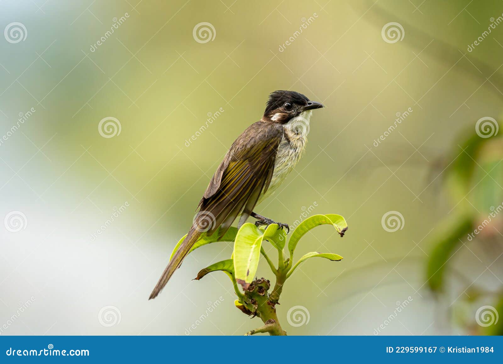 Close-up of a Light-vented Chinese Bulbuls Pycnonotus Sinensis Sitting ...