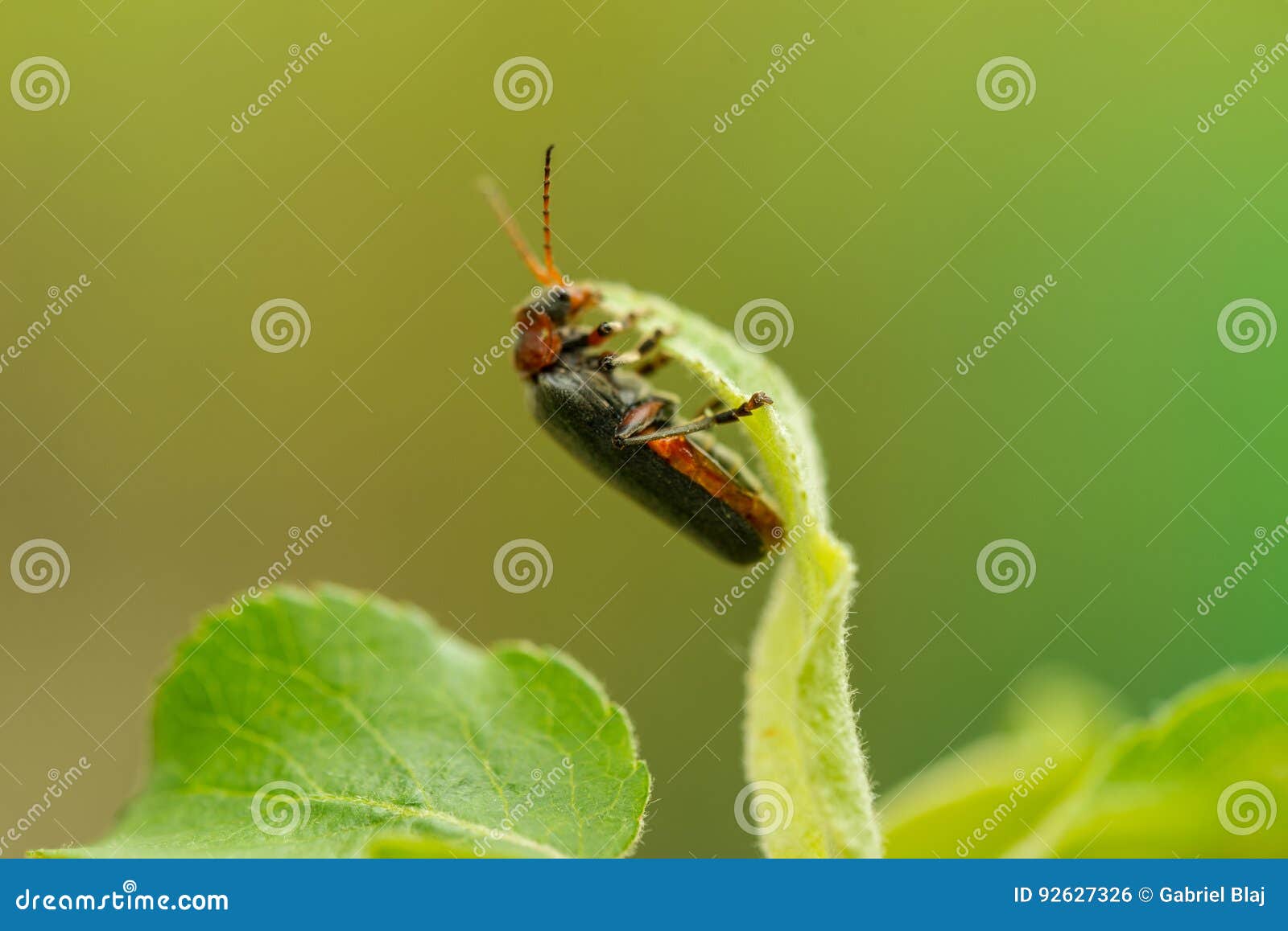Close up of lighting bug stock photo. Image of detail - 92627326
