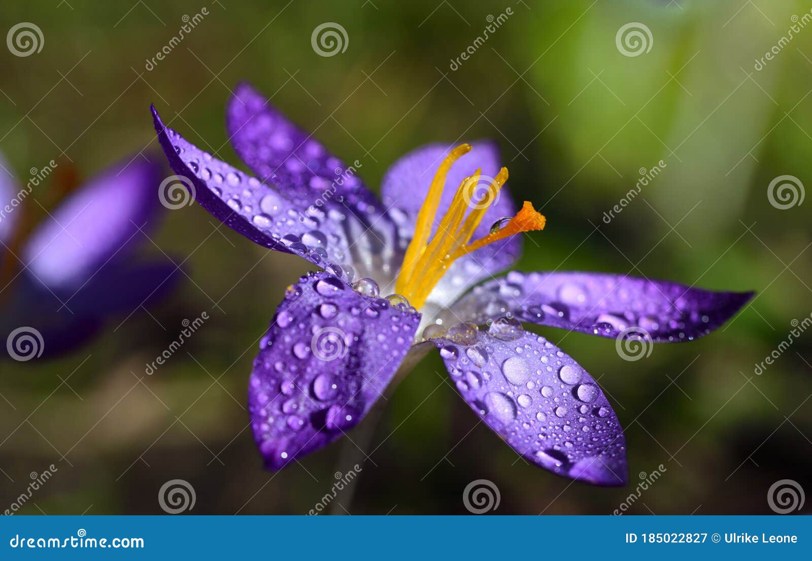 Close-up of a Lilac Blooming Crocus Covered with Drops of Water, with ...