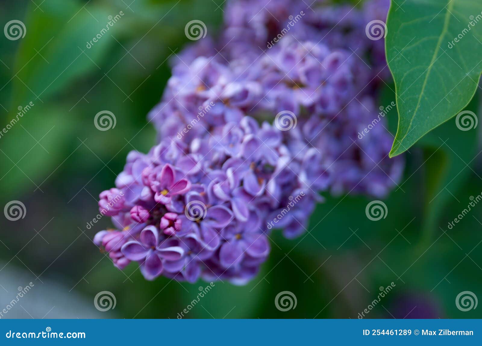 Close Up of Lilac Branch in Bloom Stock Image - Image of branch, bright ...