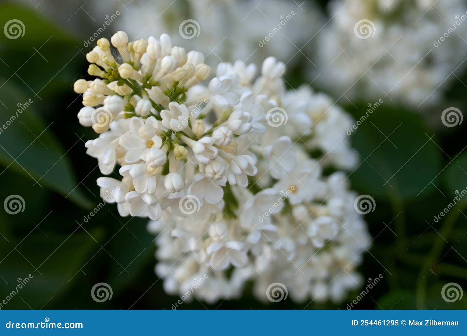 Close Up of Lilac Branch in Bloom Stock Image - Image of plant ...
