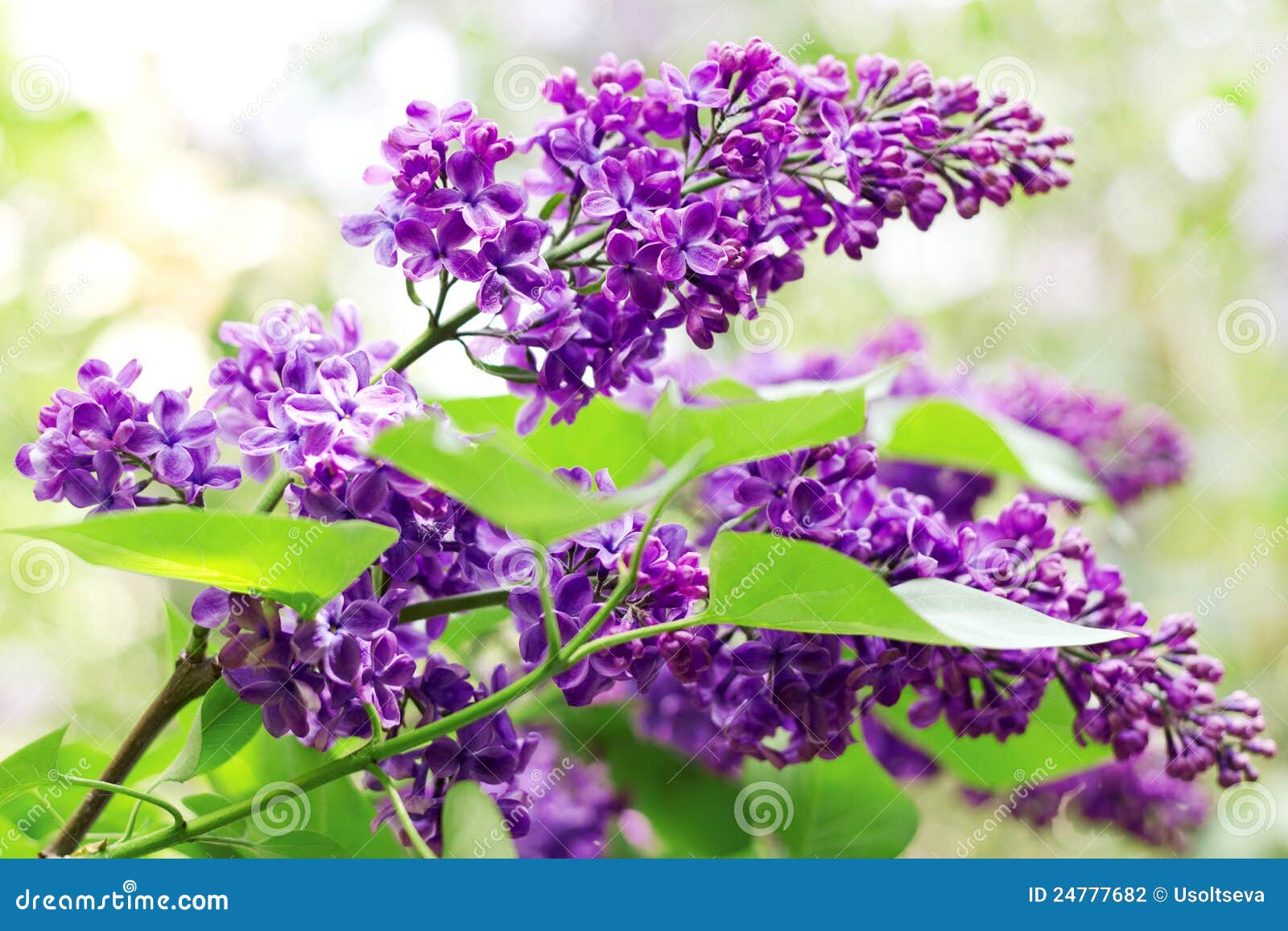 Close up of lilac branches stock photo. Image of bunch - 24777682