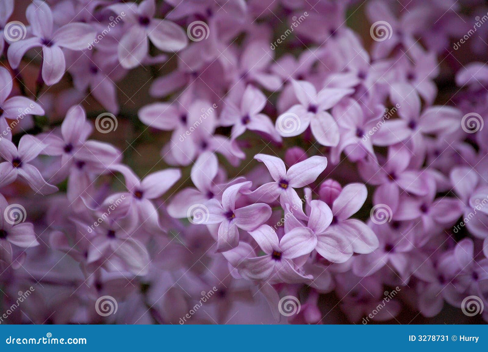 Close up of lilac flowers stock image. Image of spices - 3278731