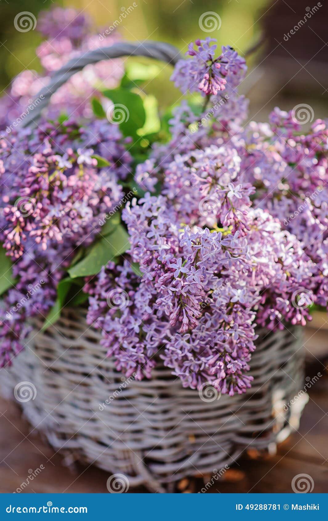 Close Up of Lilacs in Basket in Spring Garden Stock Image - Image of ...