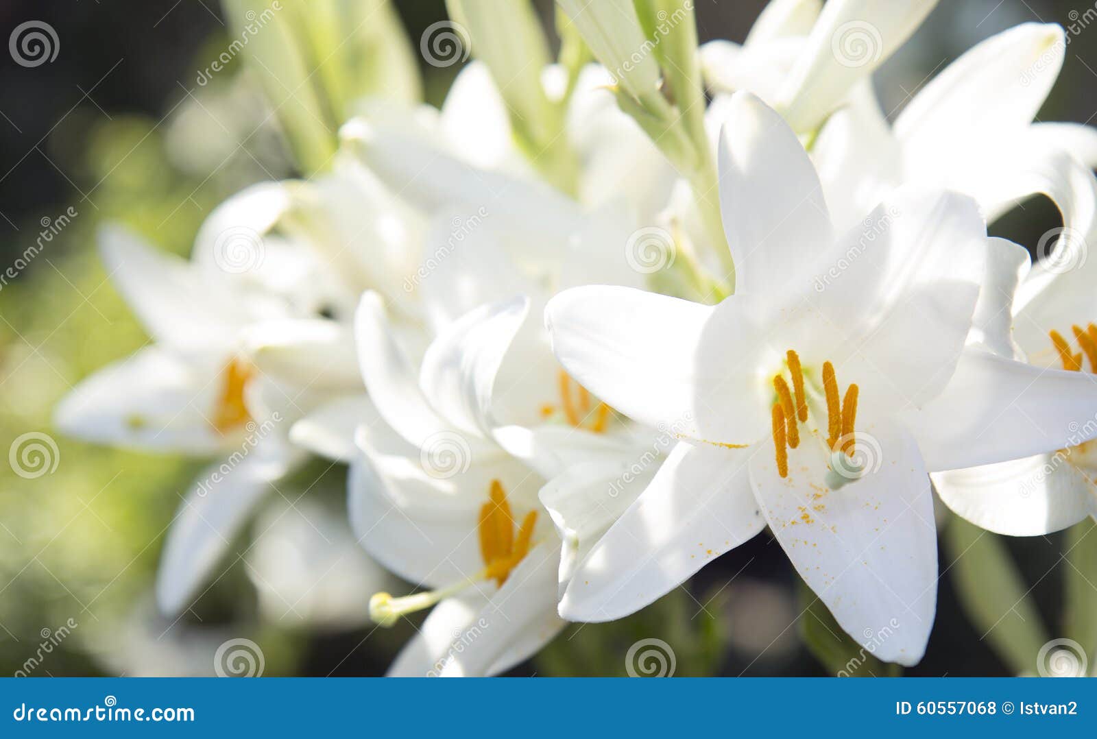 Close up of lily flower stock photo. Image of bright - 60557068