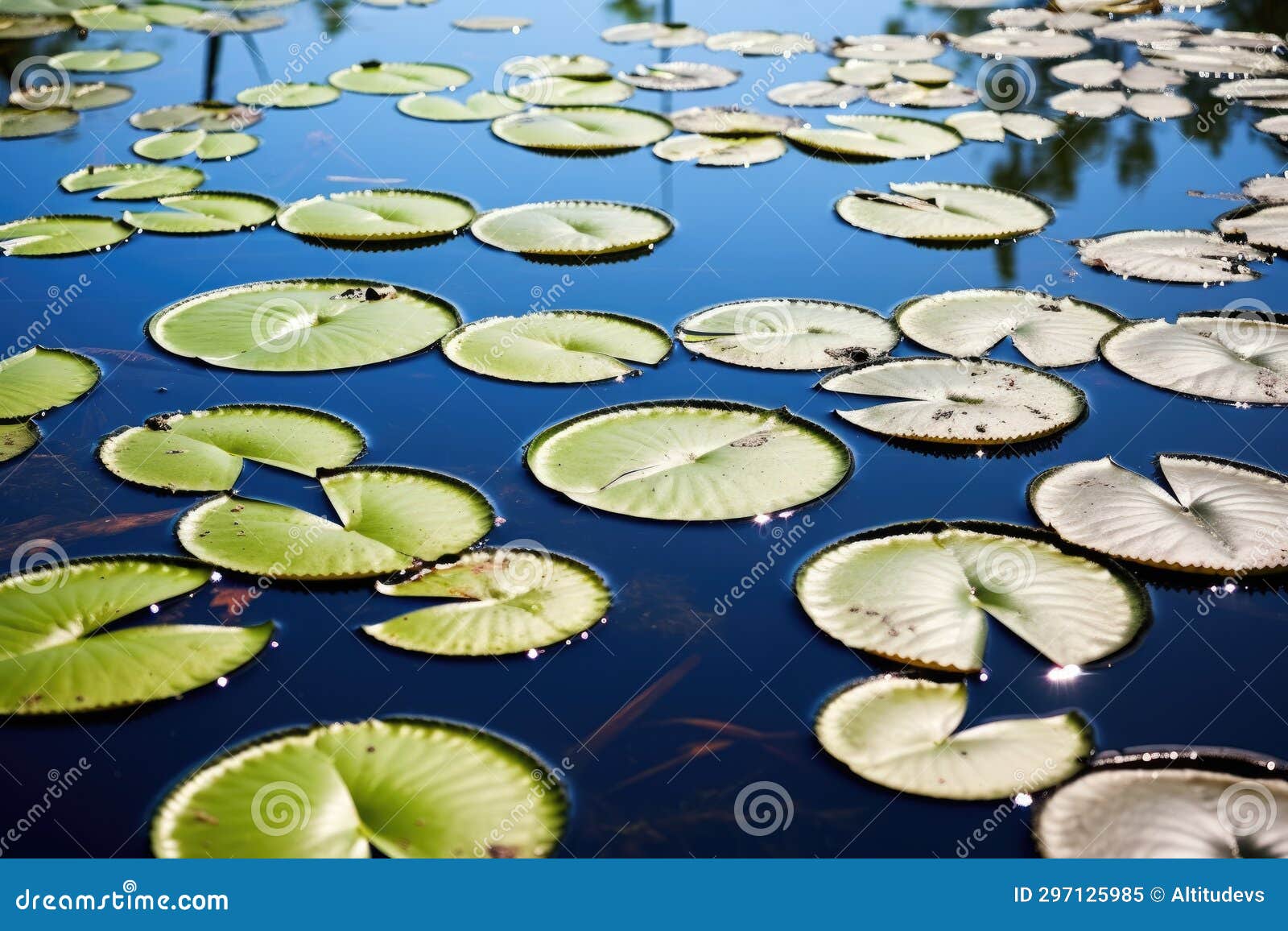Close-up of Lily Pads Floating on a Still Lake Stock Image - Image of ...