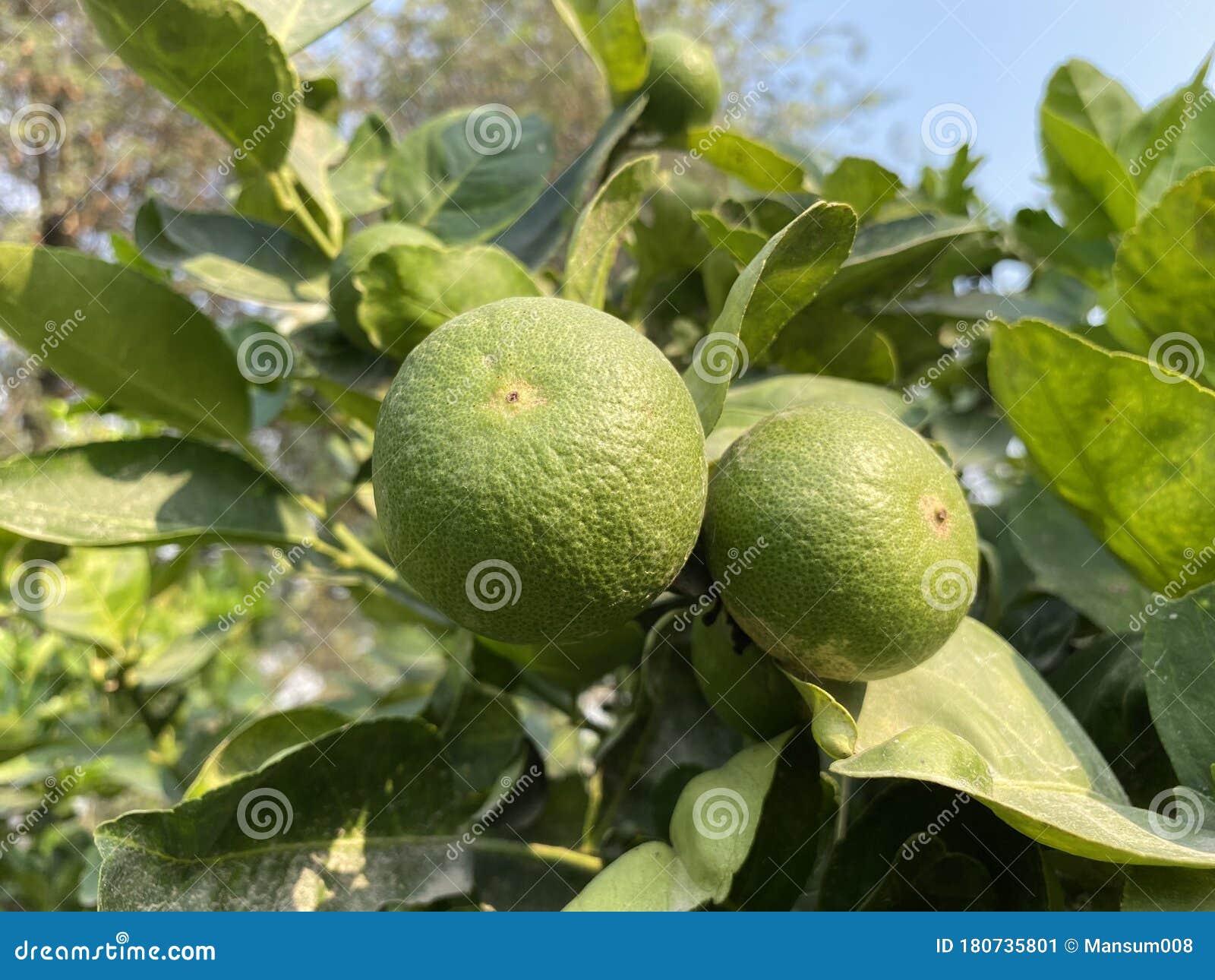 Lime Fruit in Nature Garden Stock Image - Image of nature, food: 180735801