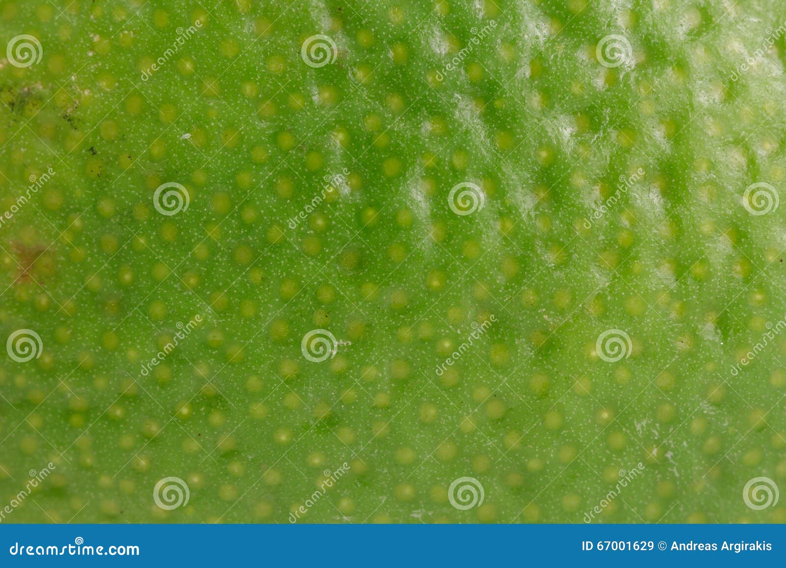 Close-up of a lime stock image. Image of harvesting, citrus - 67001629