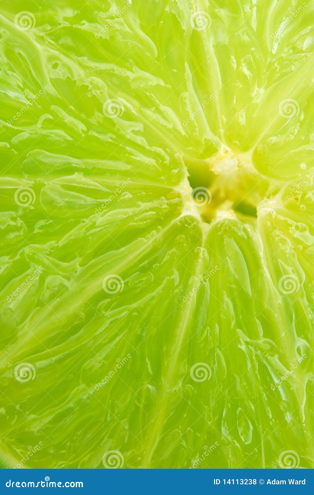 Close up of lime slice stock photo. Image of macro, citrus - 14113238
