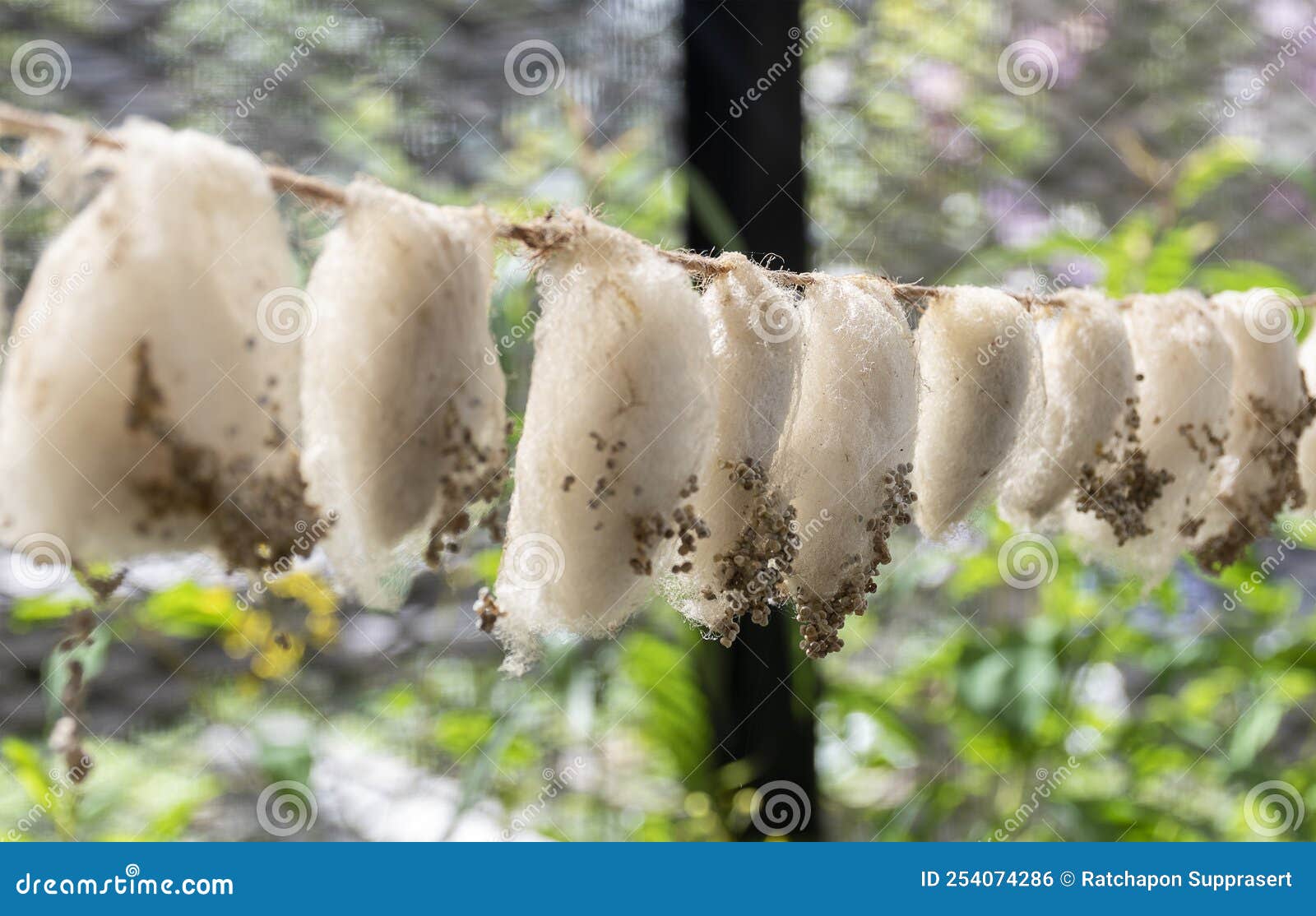 Close Up Line Up Butterfly Pupa Stock Photo - Image of grass, autumn ...
