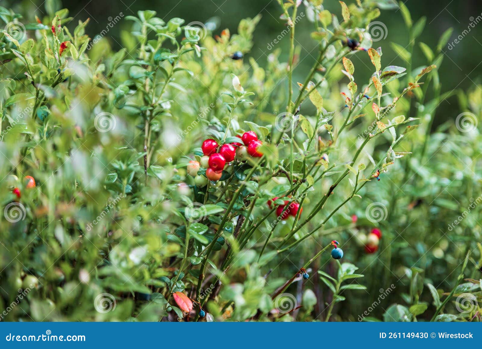 Close Up of a Lingonberry Shrub Stock Photo - Image of outdoor, food ...