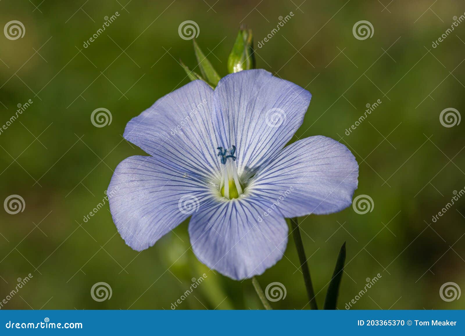Linseed Linium Usitatissimum Flower Stock Photo - Image of linaceae ...