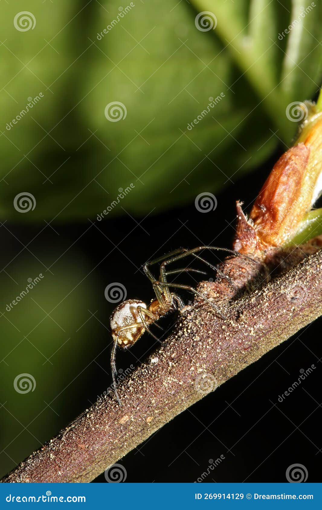 Close-Up of a Linyphia Triangularis Spider on a Twig Stock Image ...