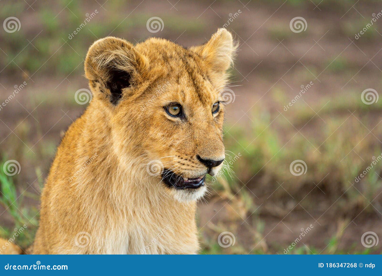 Close-up of Lion Cub Head and Shoulders Stock Photo - Image of animals ...