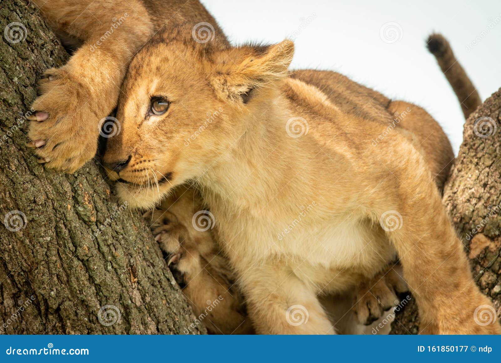 Close-up of Lion Cub Leaning Against Another Stock Image - Image of ...