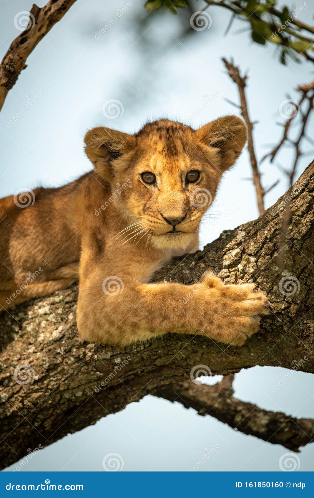 Close-up of Lion Cub in Lichen-covered Tree Stock Photo - Image of lion ...