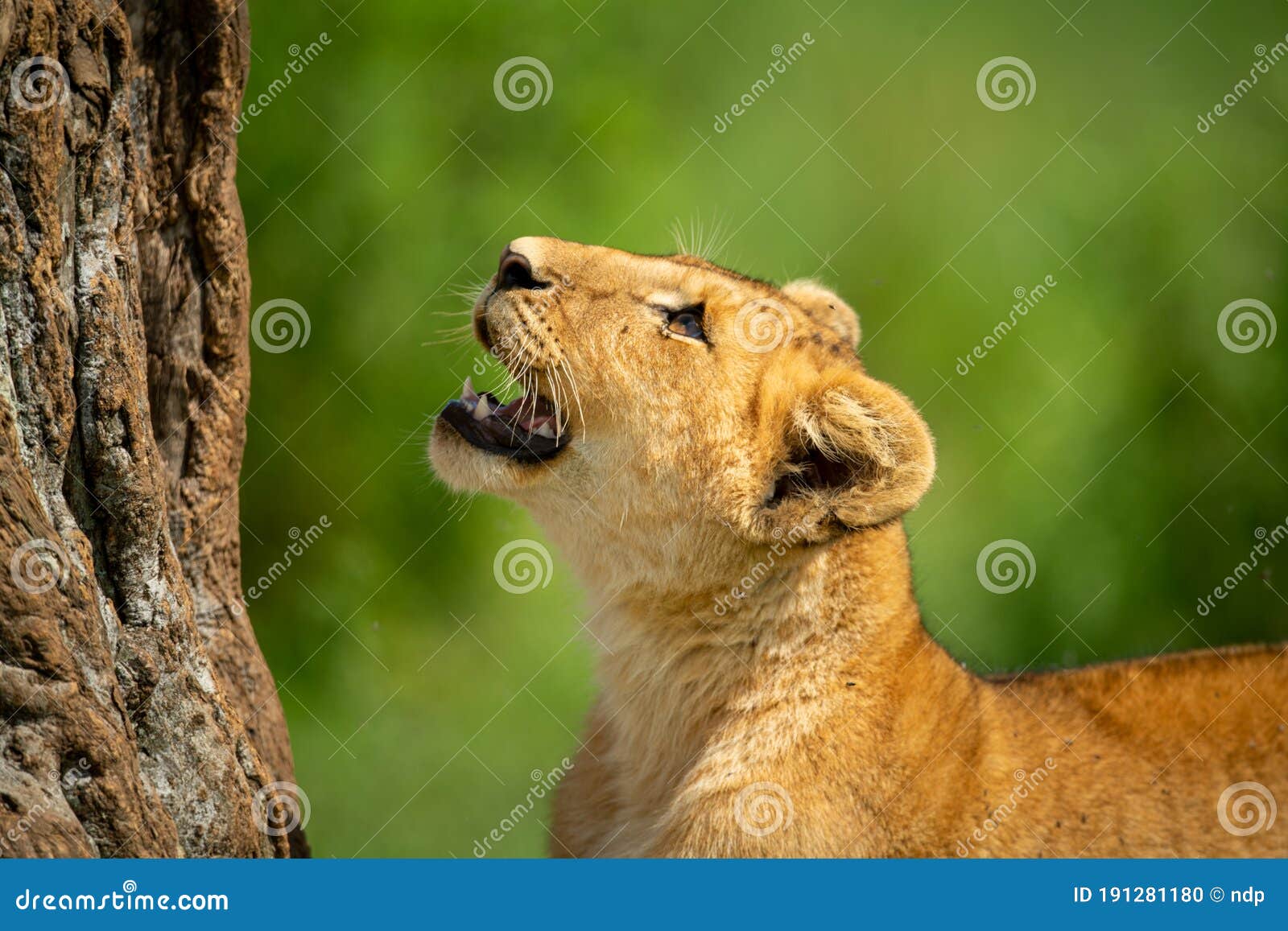 Close-up of Lion Cub Looking Up Trunk Stock Photo - Image of panthera ...