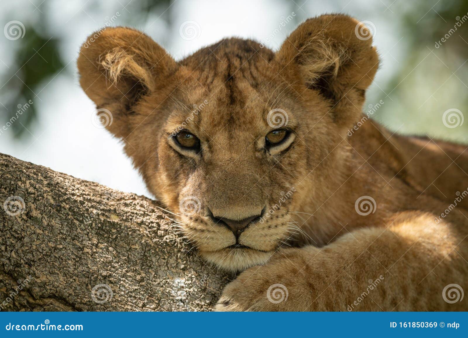 Close-up of Lion Cub Lying on Branch Stock Image - Image of panthera ...