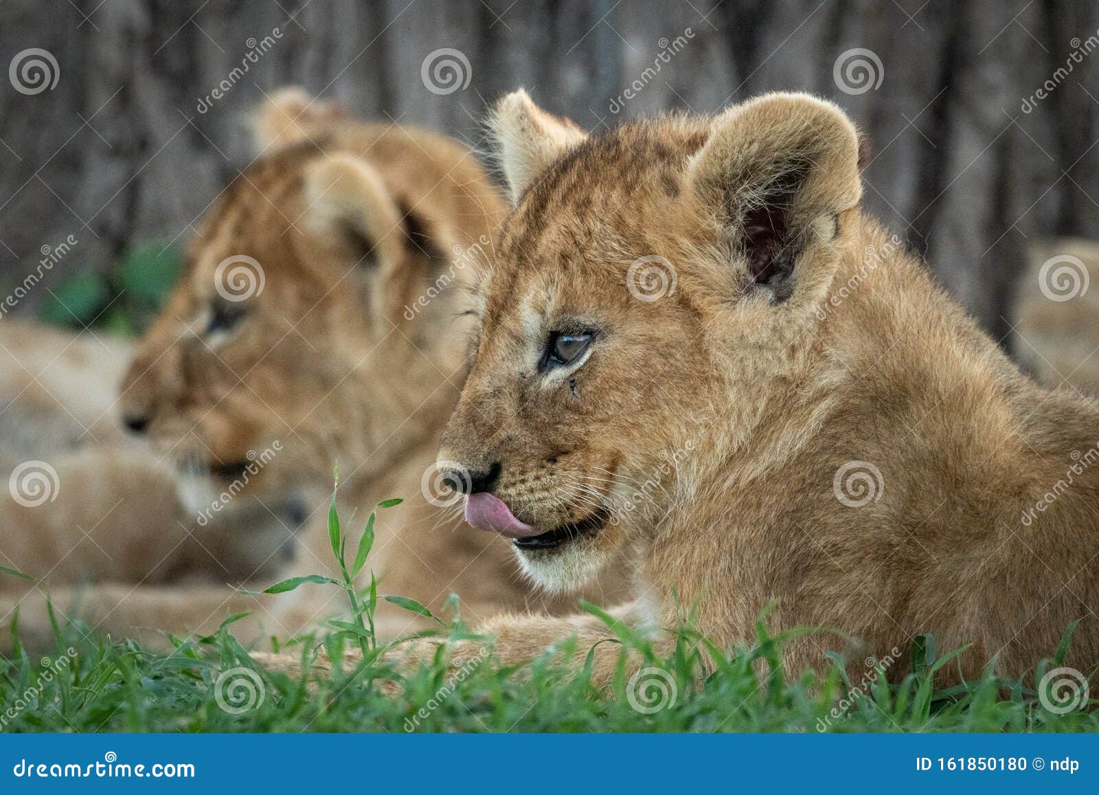 Close-up of Lion Cub Lying Licking Lips Stock Photo - Image of tanzania ...