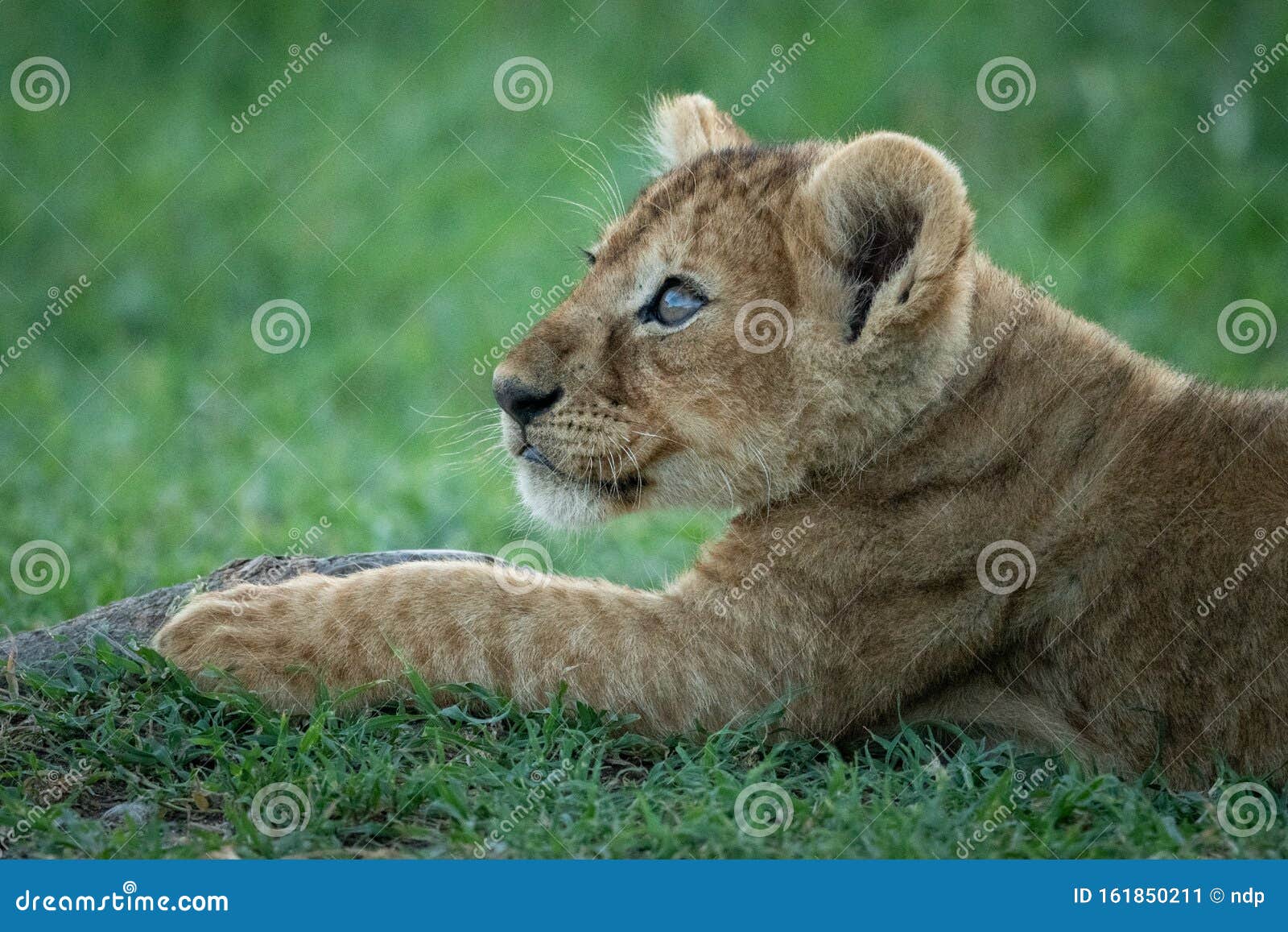 Close-up of Lion Cub Lying Looking Up Stock Image - Image of family ...