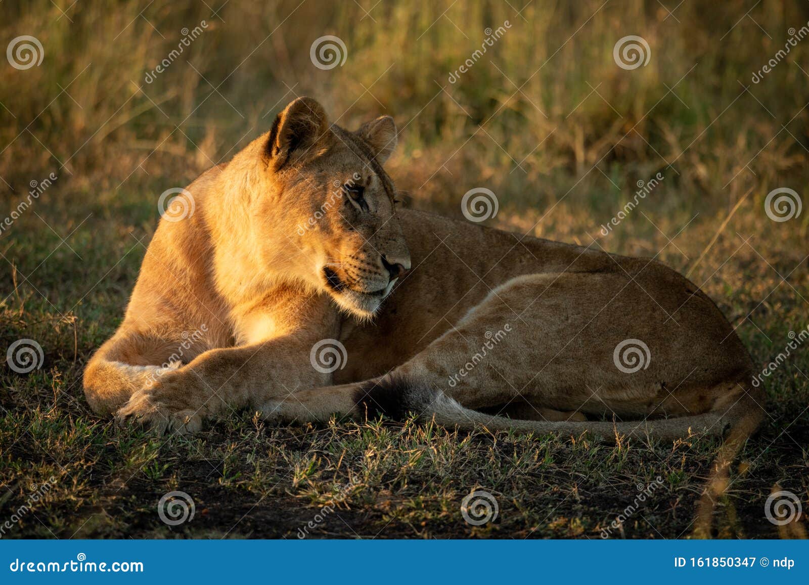 Close-up of Lion Cub Lying Looking Back Stock Image - Image of lion ...