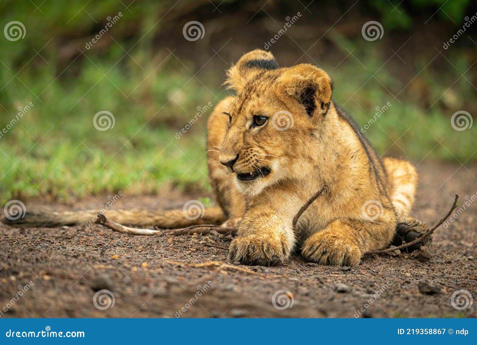 Close-up of Lion Cub Lying Looking Left Stock Image - Image of ...