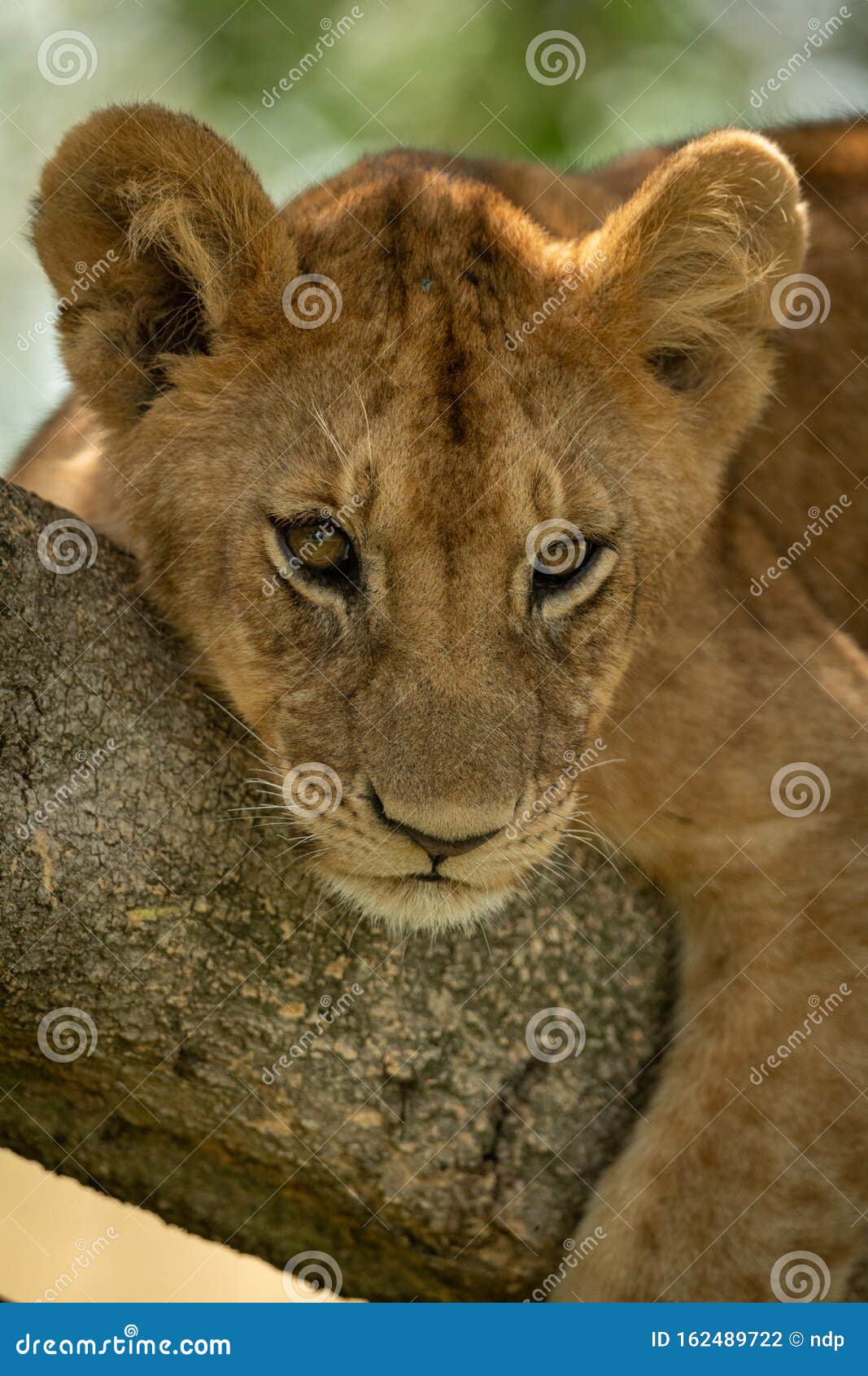 Close-up of Lion Cub Resting on Branch Stock Photo - Image of safari ...