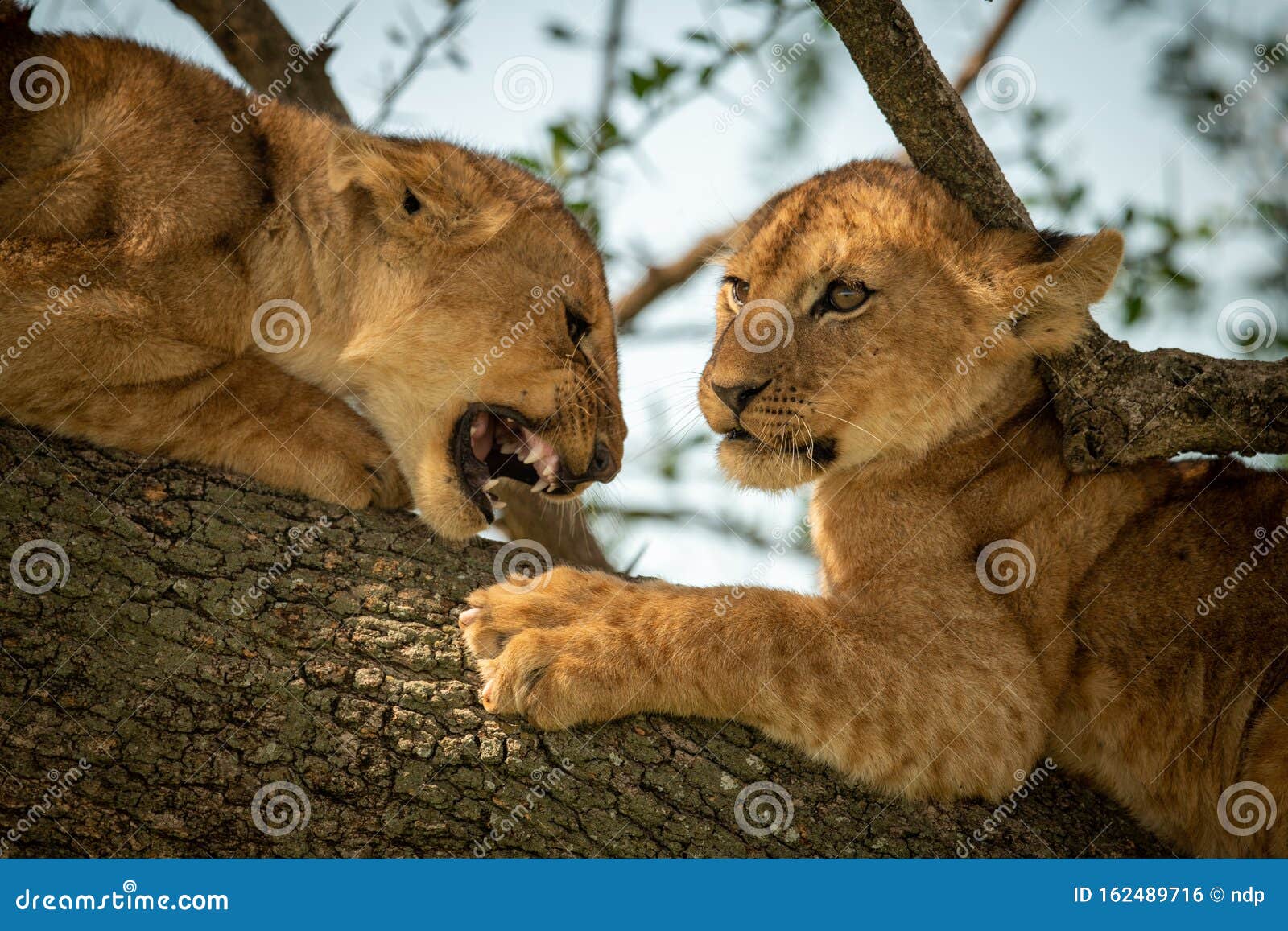 Close-up of Lion Cub Roaring at Another Stock Photo - Image of five ...