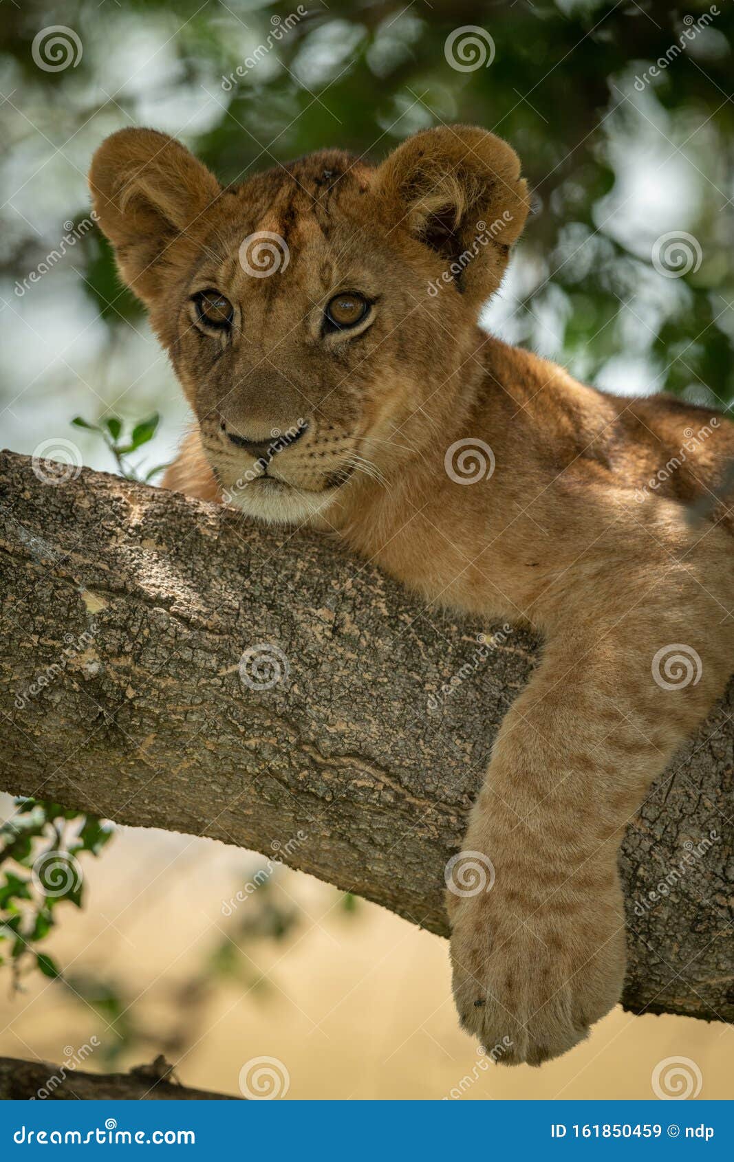 Close-up of Lion Cub on Shady Branch Stock Image - Image of lion ...