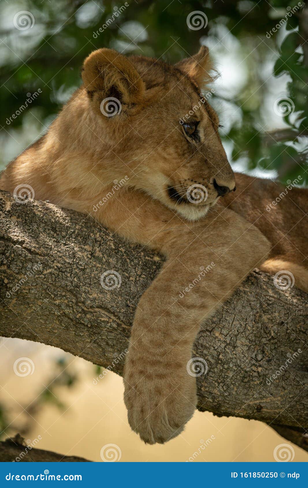 Close-up of Lion Cub in Shady Branches Stock Photo - Image of travel ...