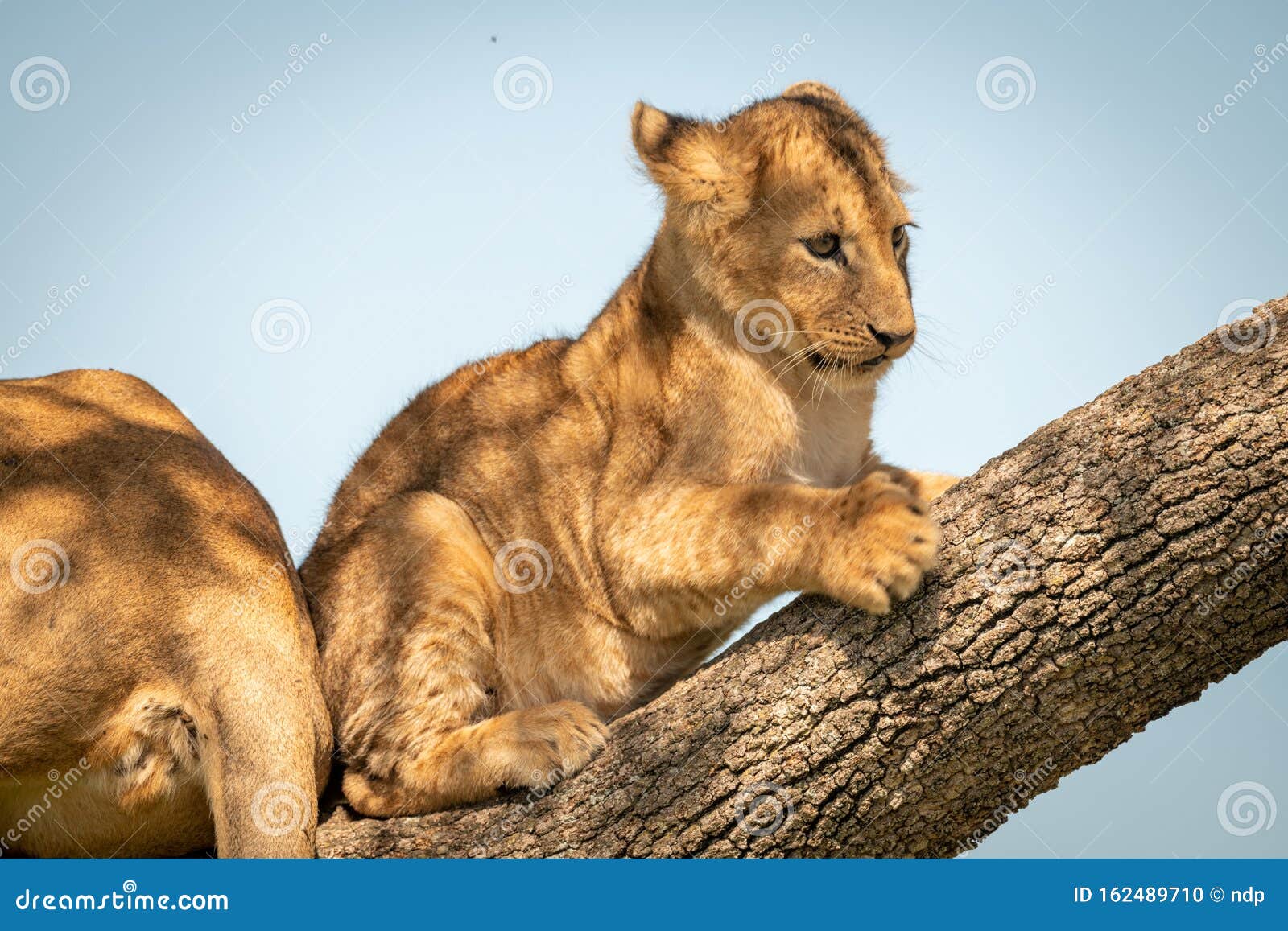 Close-up of Lion Cub Sitting on Branch Stock Photo - Image of sitting ...